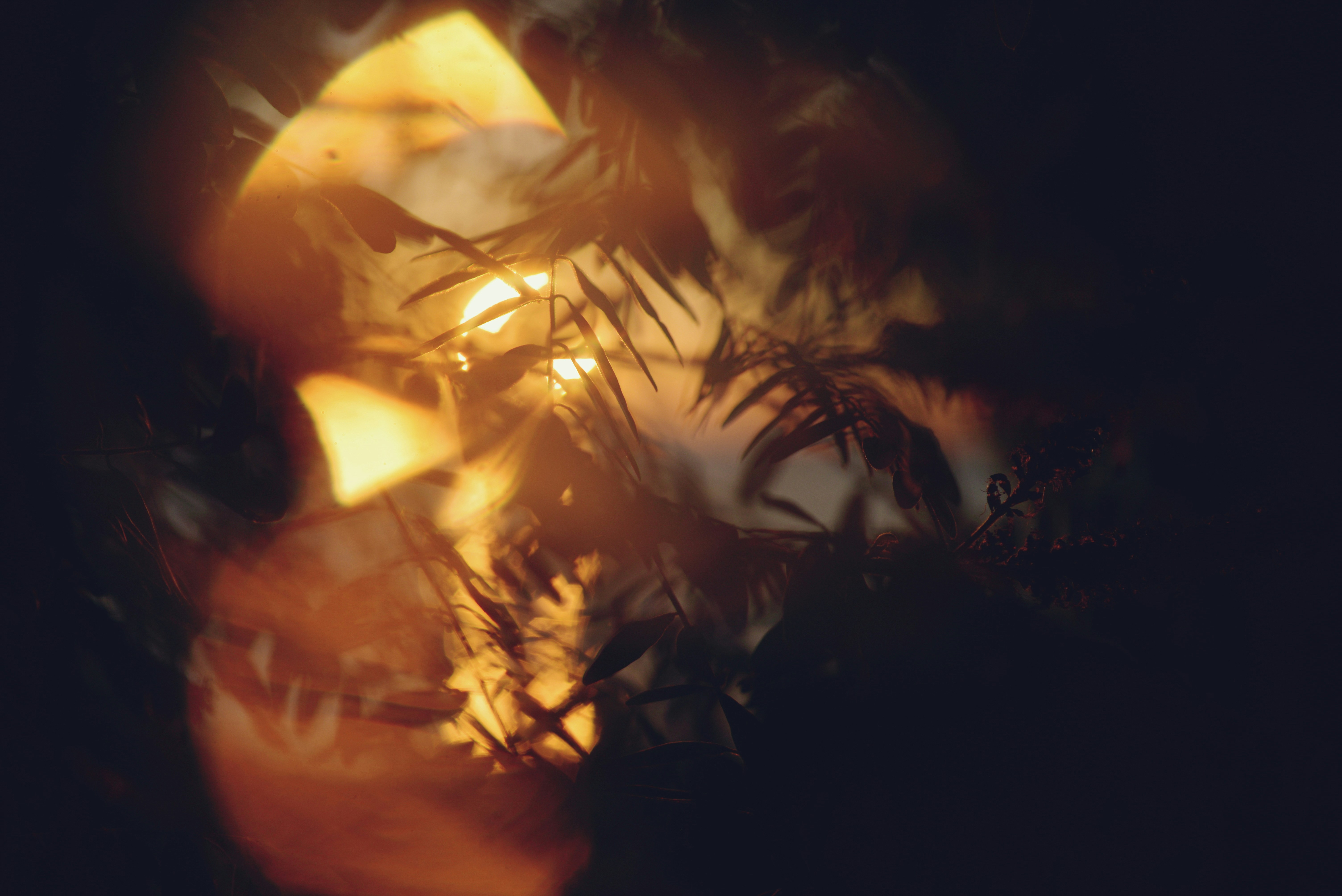 Amber Echoes: Backlit Leaves Through a Hidden Lens