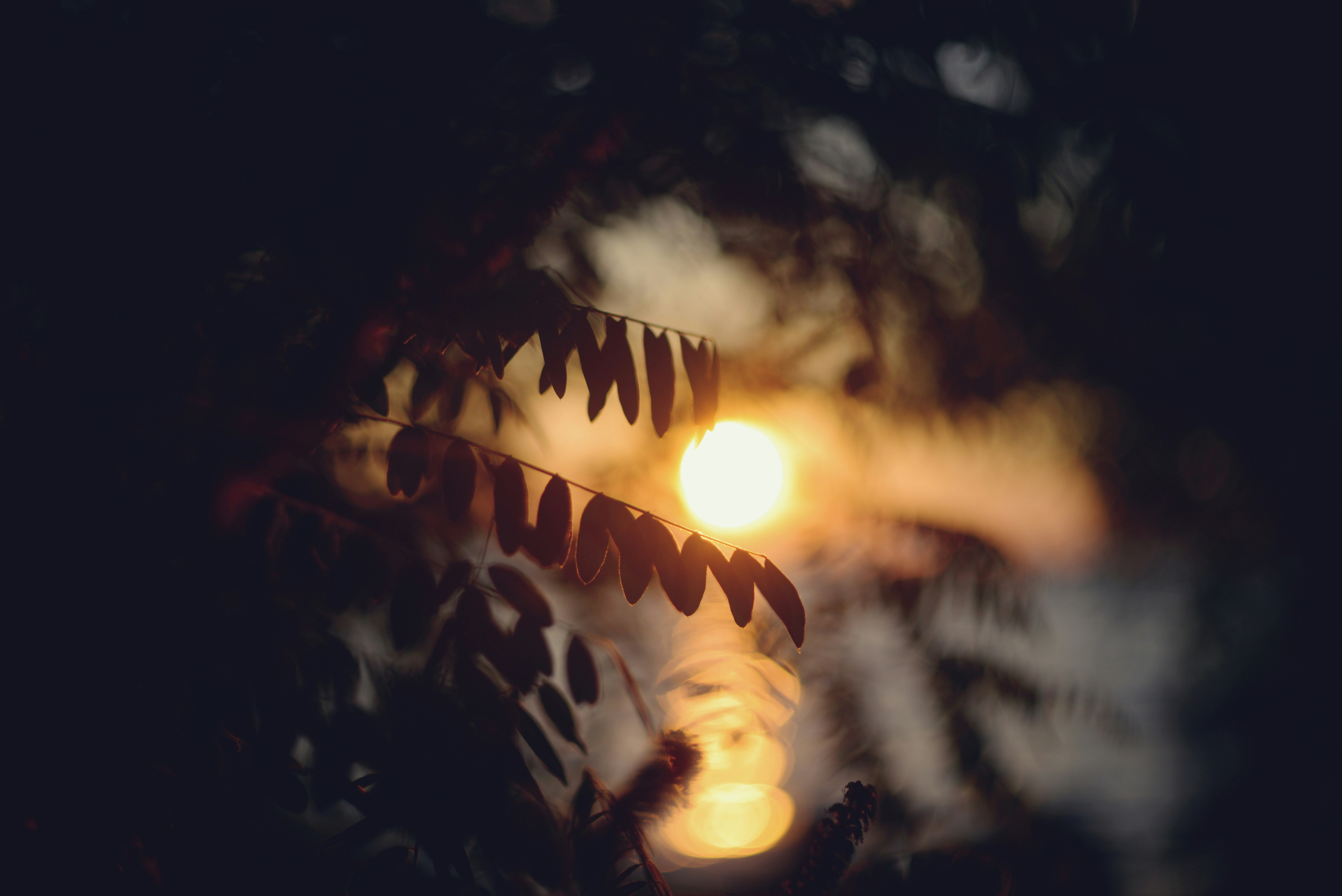 Warm sunset light filters through silhouetted leaves, creating a soft bokeh and a tranquil nature moment. This is a photographic study of light through foliage.