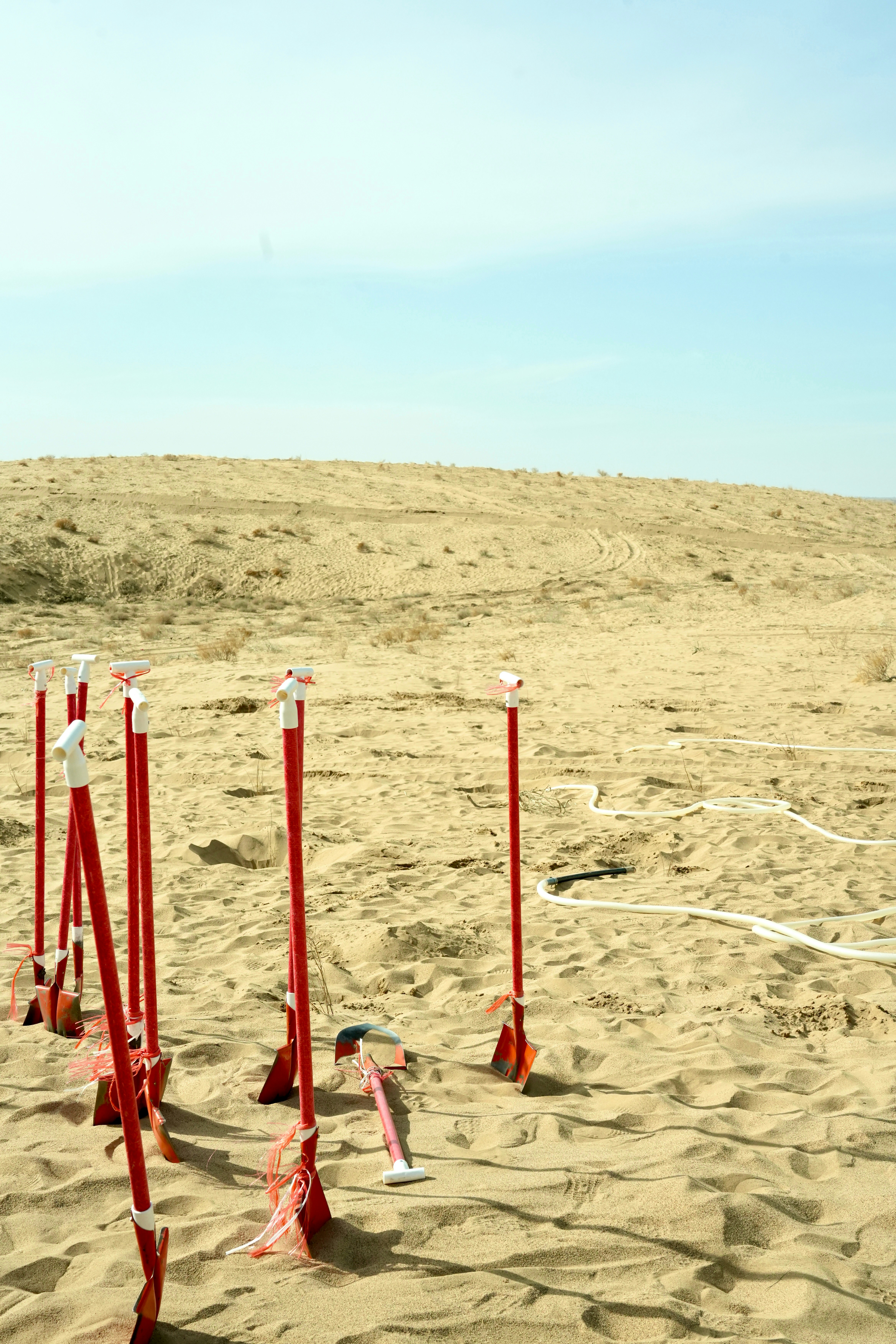 Red-Tipped Sand Tools Stand Guard on a Quiet Dune