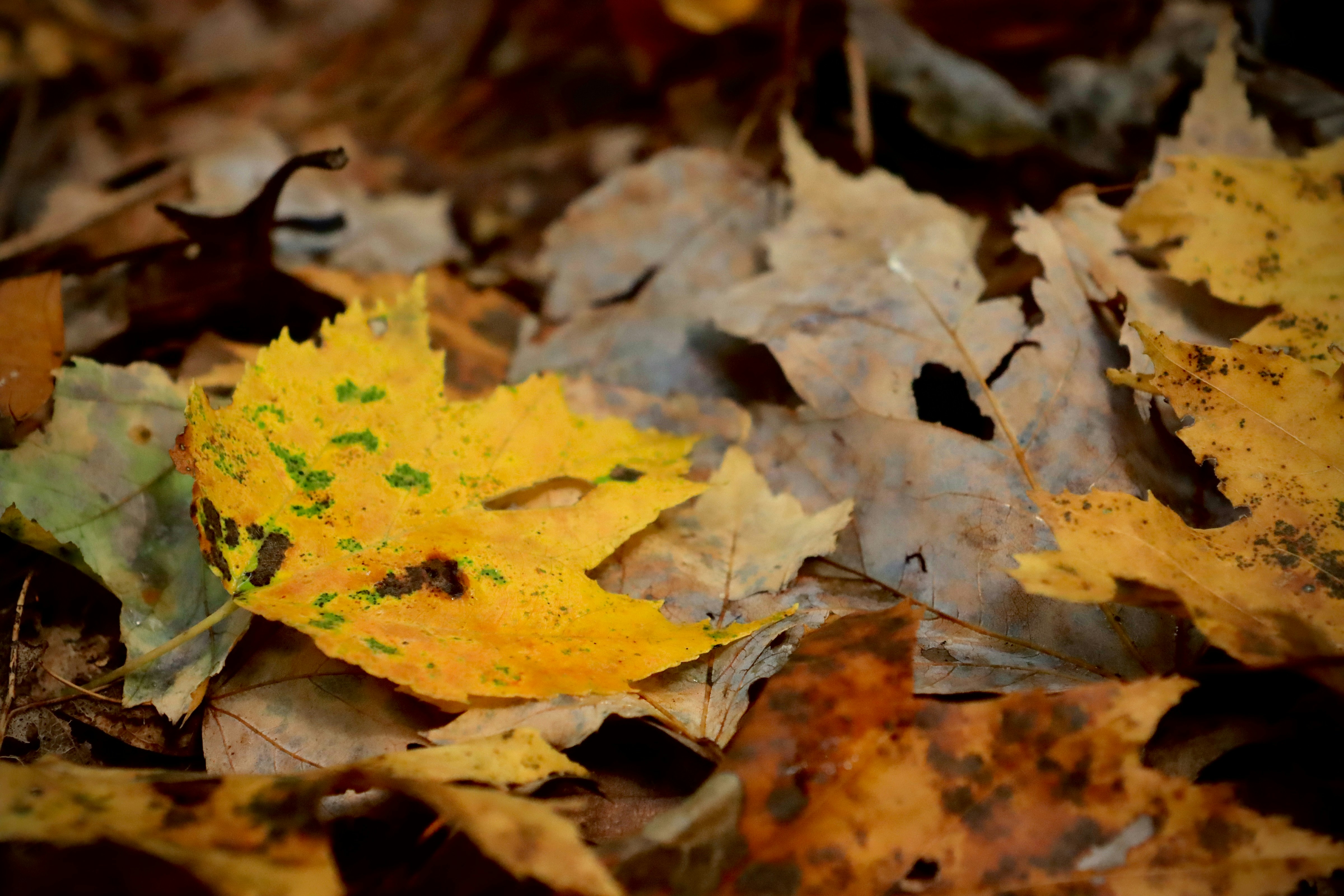 Golden Leaf in Morning Quiet