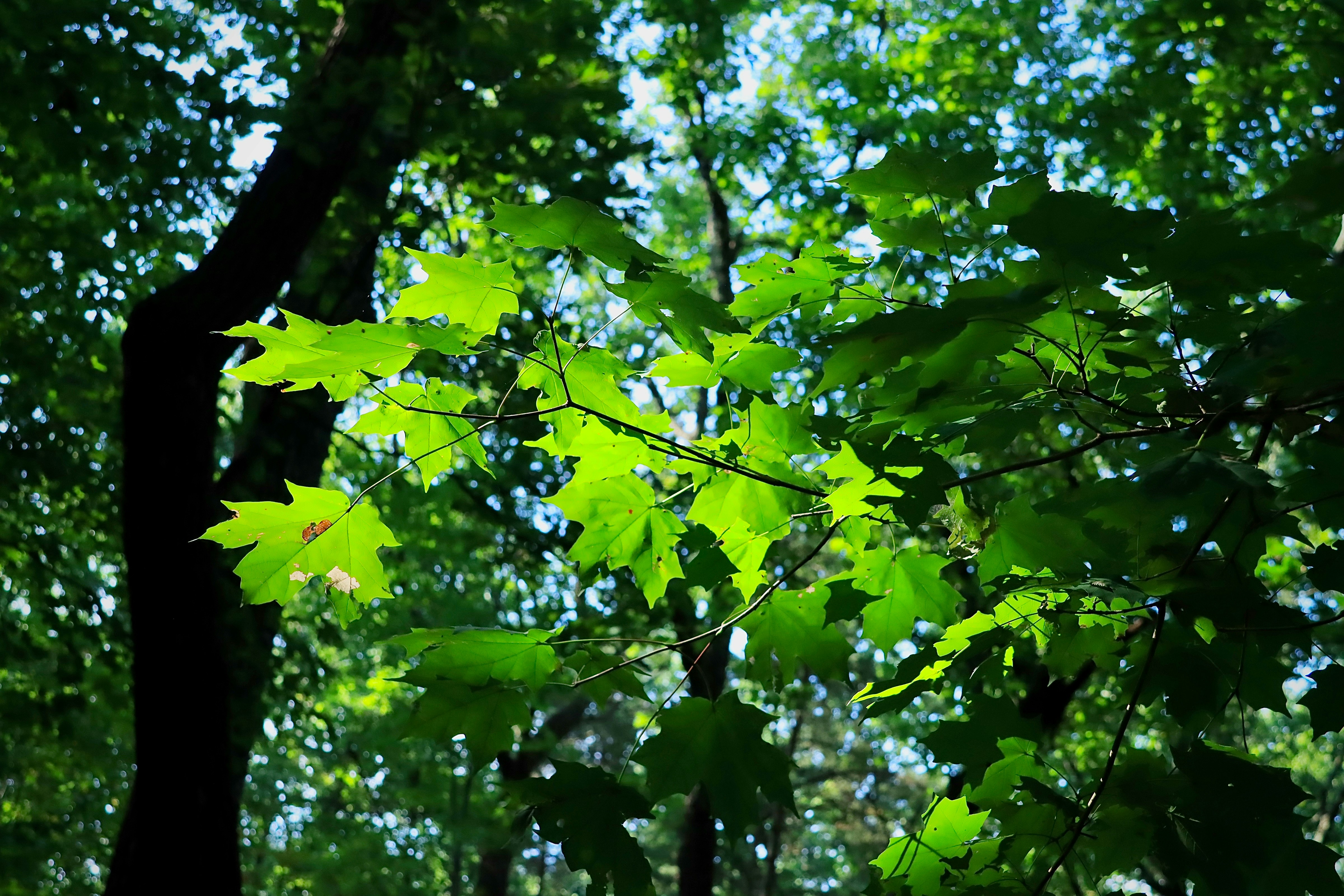 Sunlit Maple Fronds Filter Through a Canopy