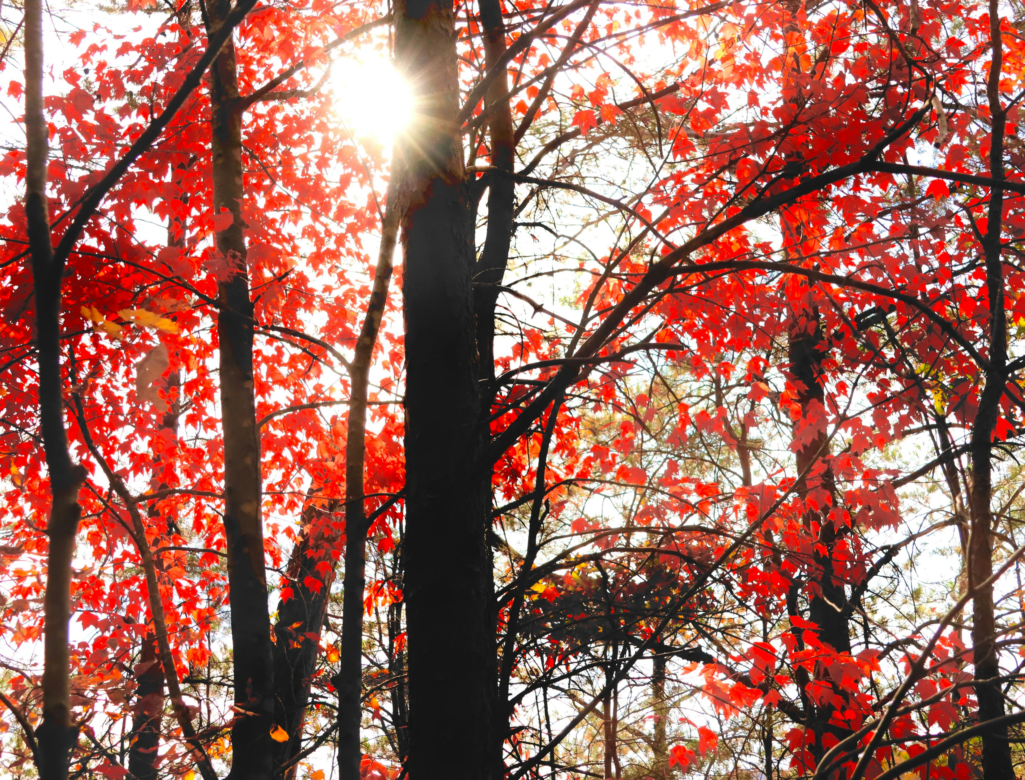 Sunlit Crimson Canopy: A Forest in Autumn Fire