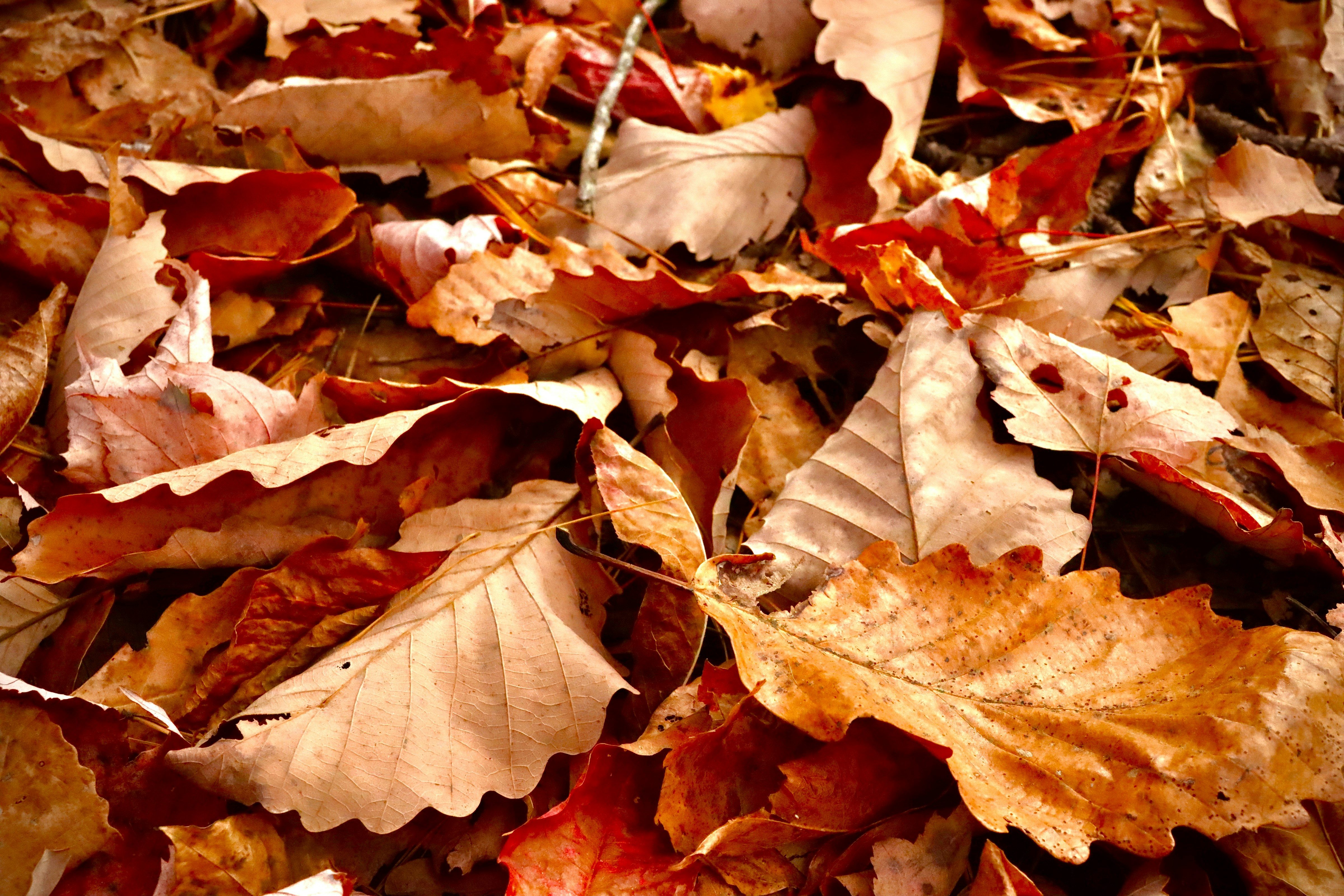 Autumn Carpet: Close-Up of Fallen Leaves