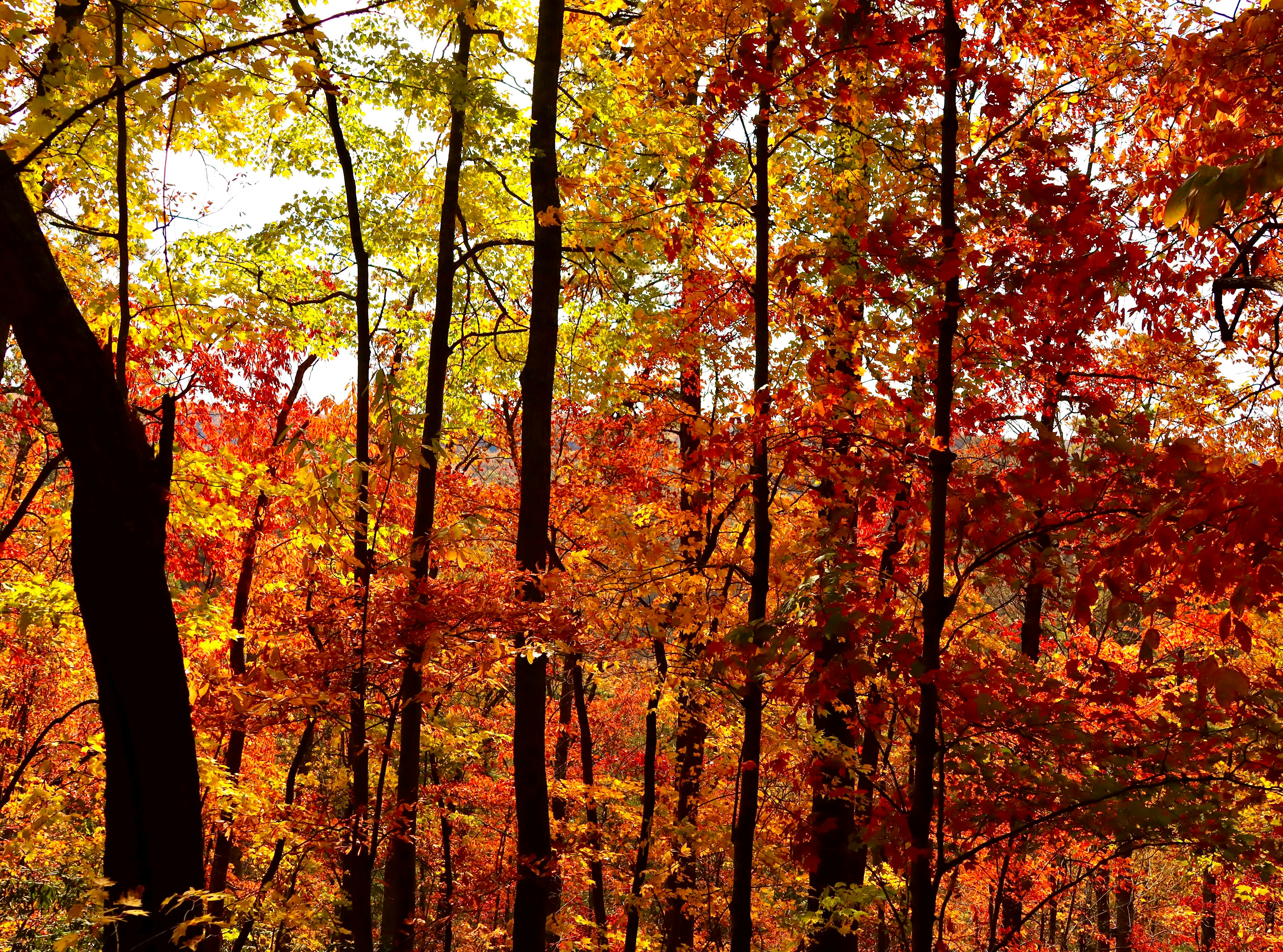 Crimson Woodland Canopy: Springing into Autumn Light