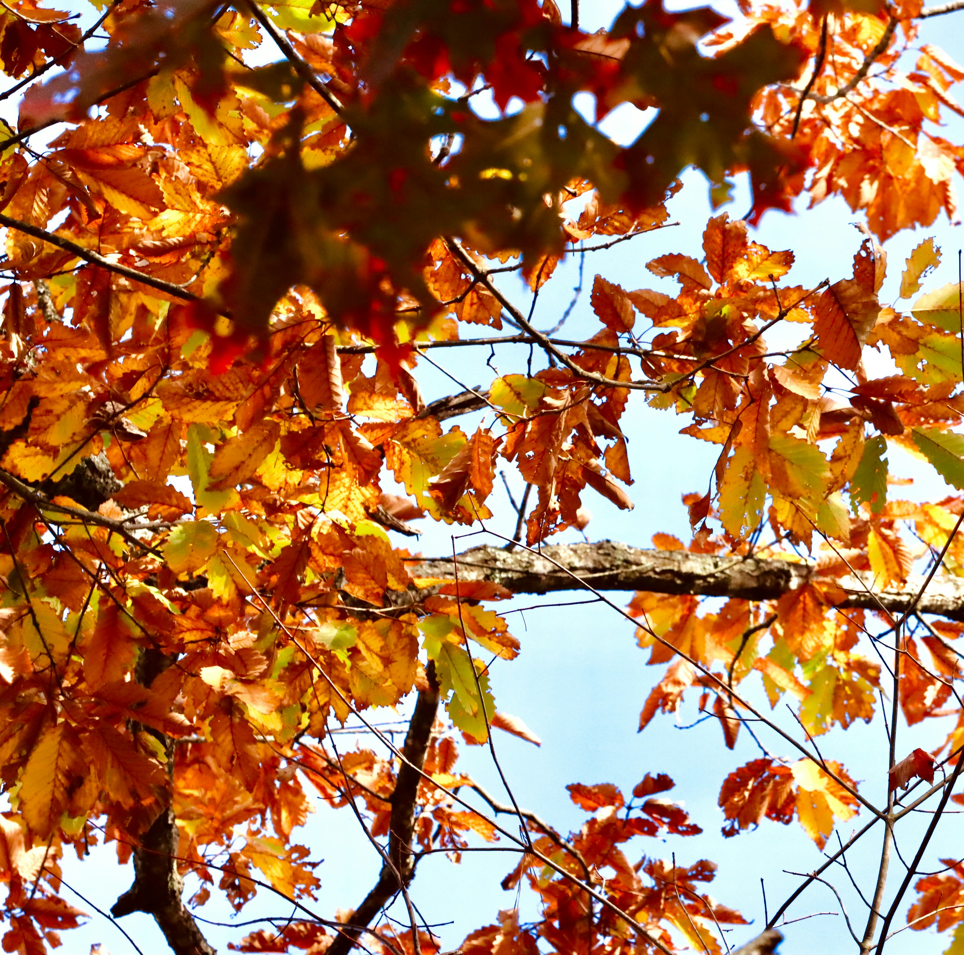 Autumn canopy: sunlit leaves against a pale sky