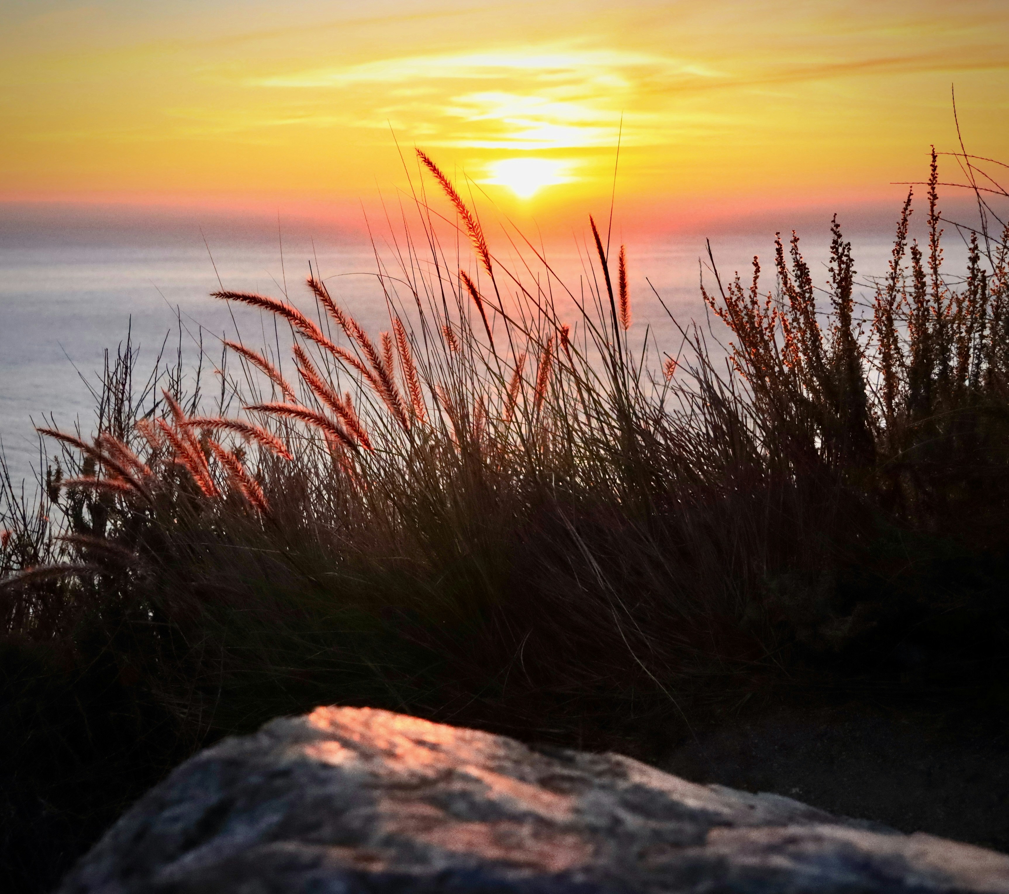 Sunlit grasses against a tranquil sea at golden hour
