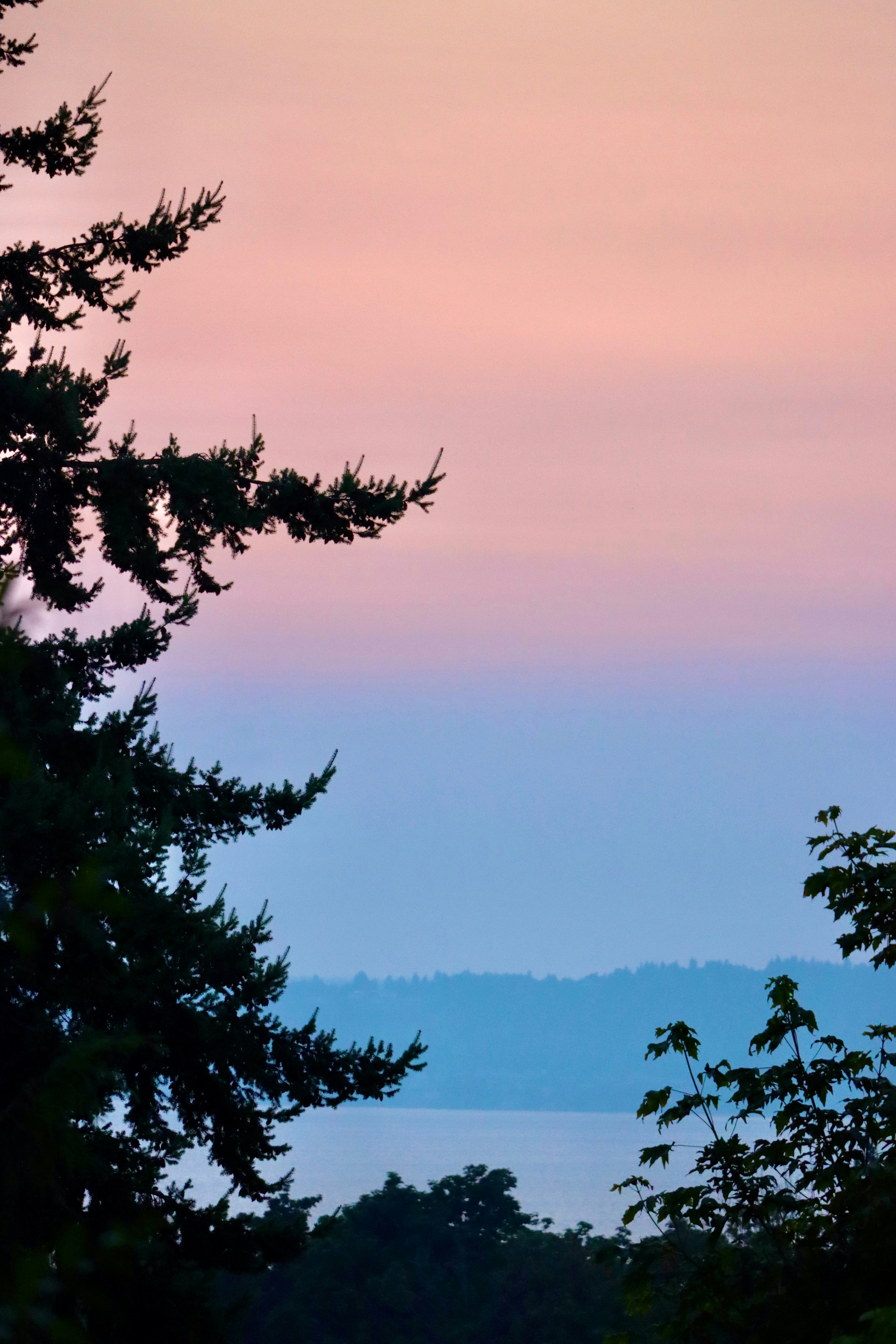 Silhouetted pines Framing a Sunset Horizon