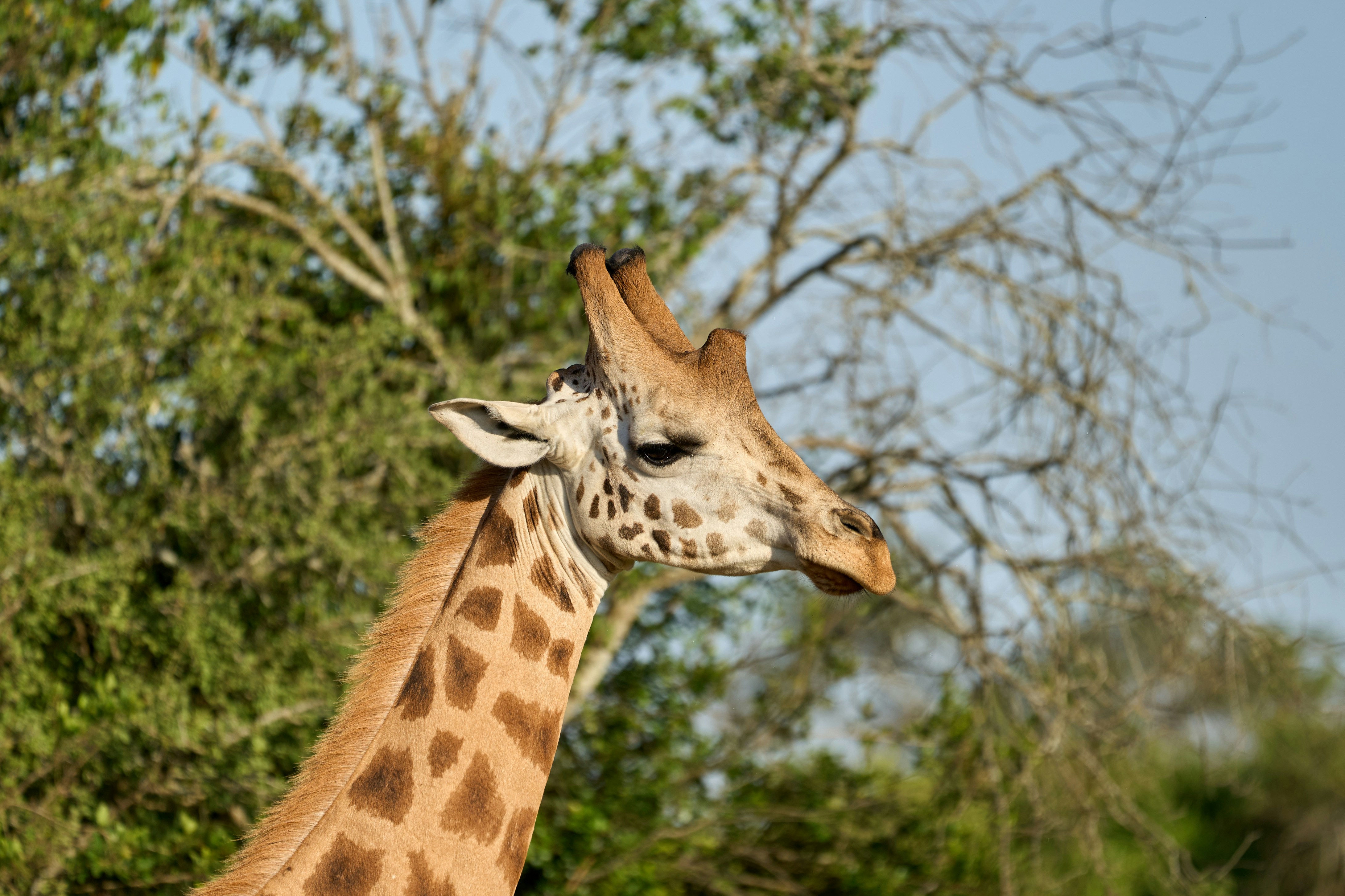 Giraffe Portrait: Half-Sunlit Neck Against Sierra Backdrop