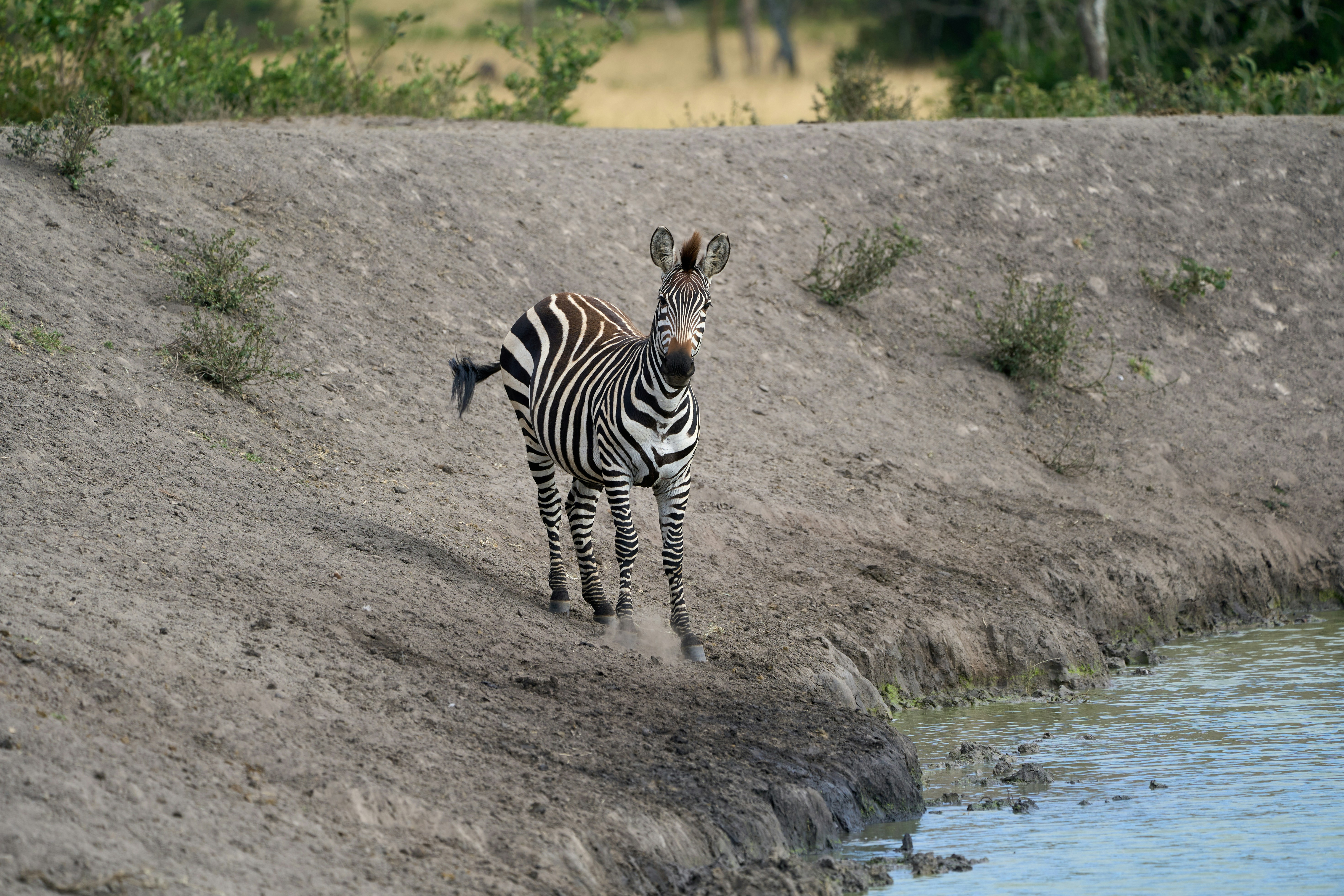Zebra at the Water’s Edge: Stripes and Shoreline