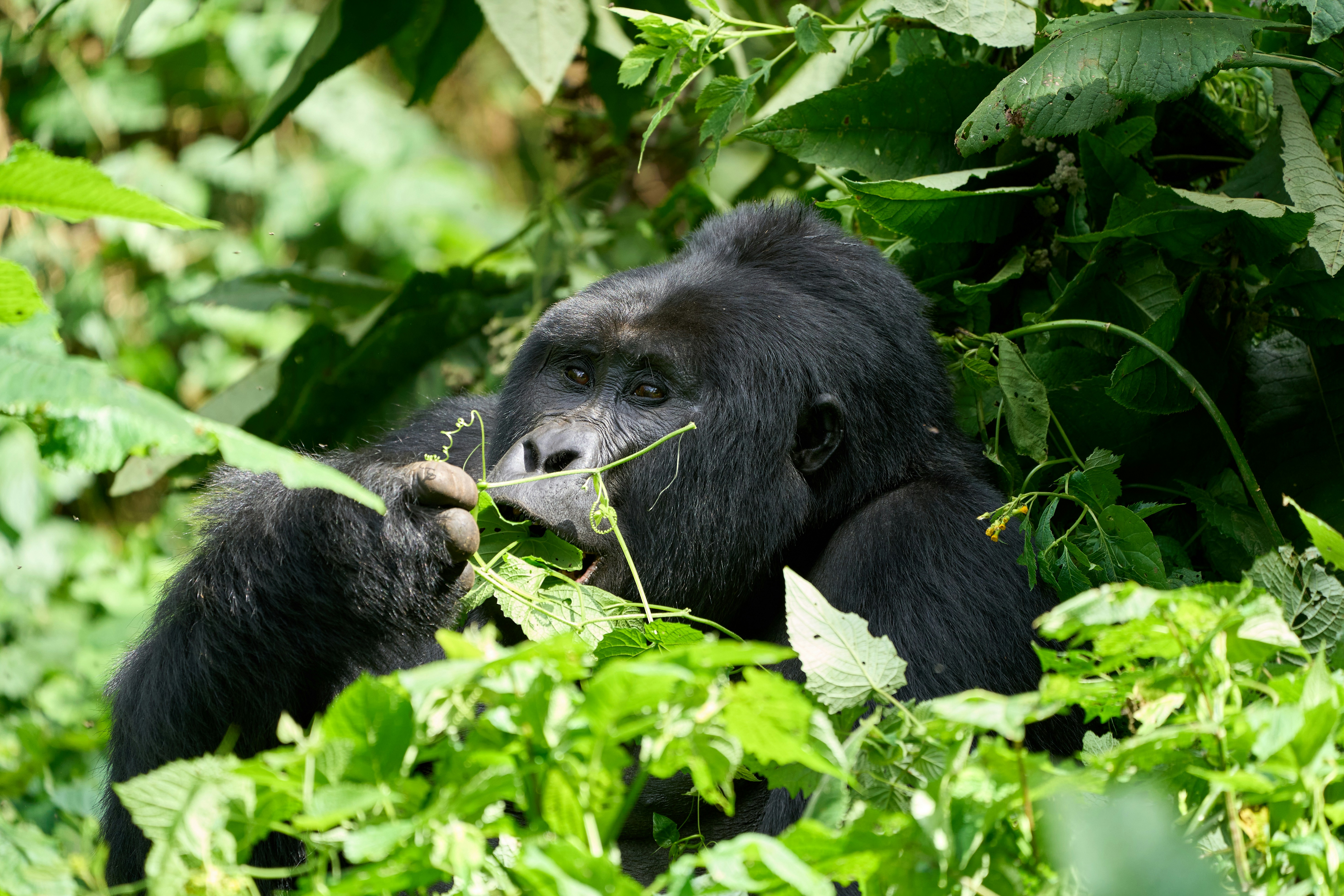Gorilla in Deep Green: A Quiet Moment Among the Foliage