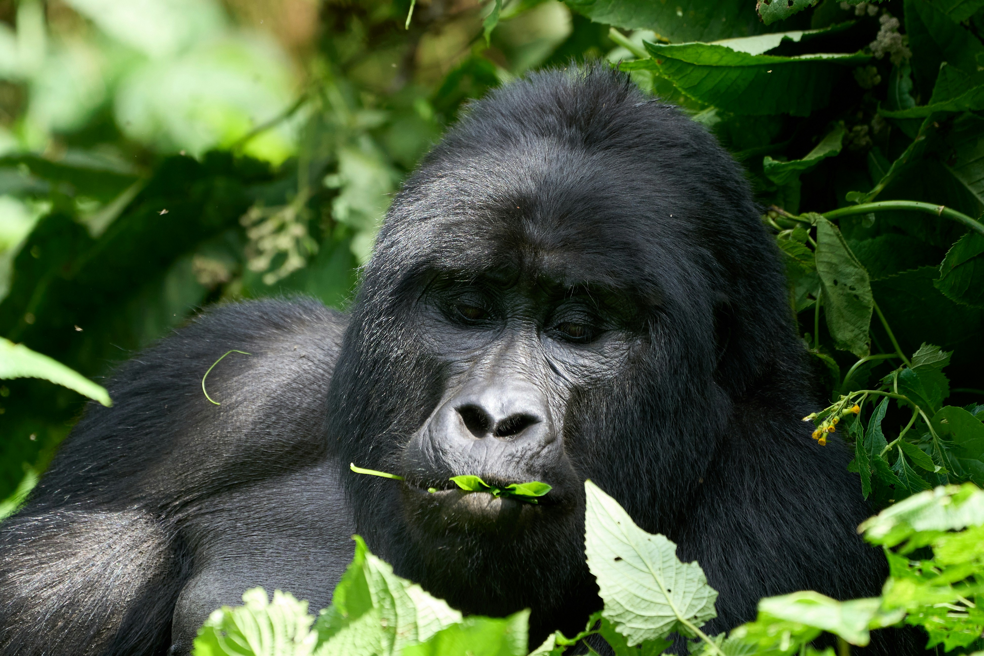 Leaf-Bearing Quietude: A Gorillas's Contemplative Moment in Dense Foliage