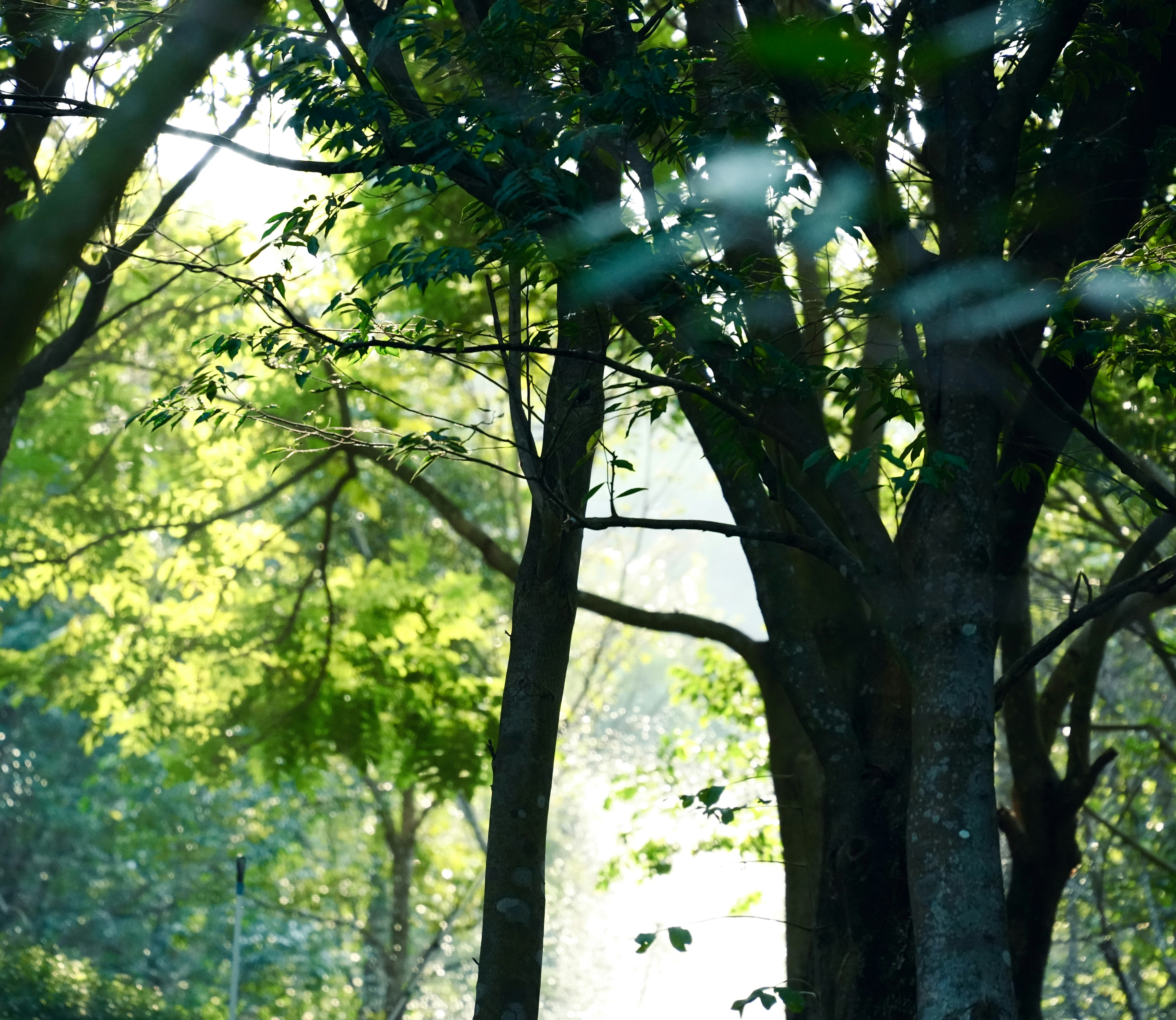 Sunlit Canopy: Quiet Green Corridor