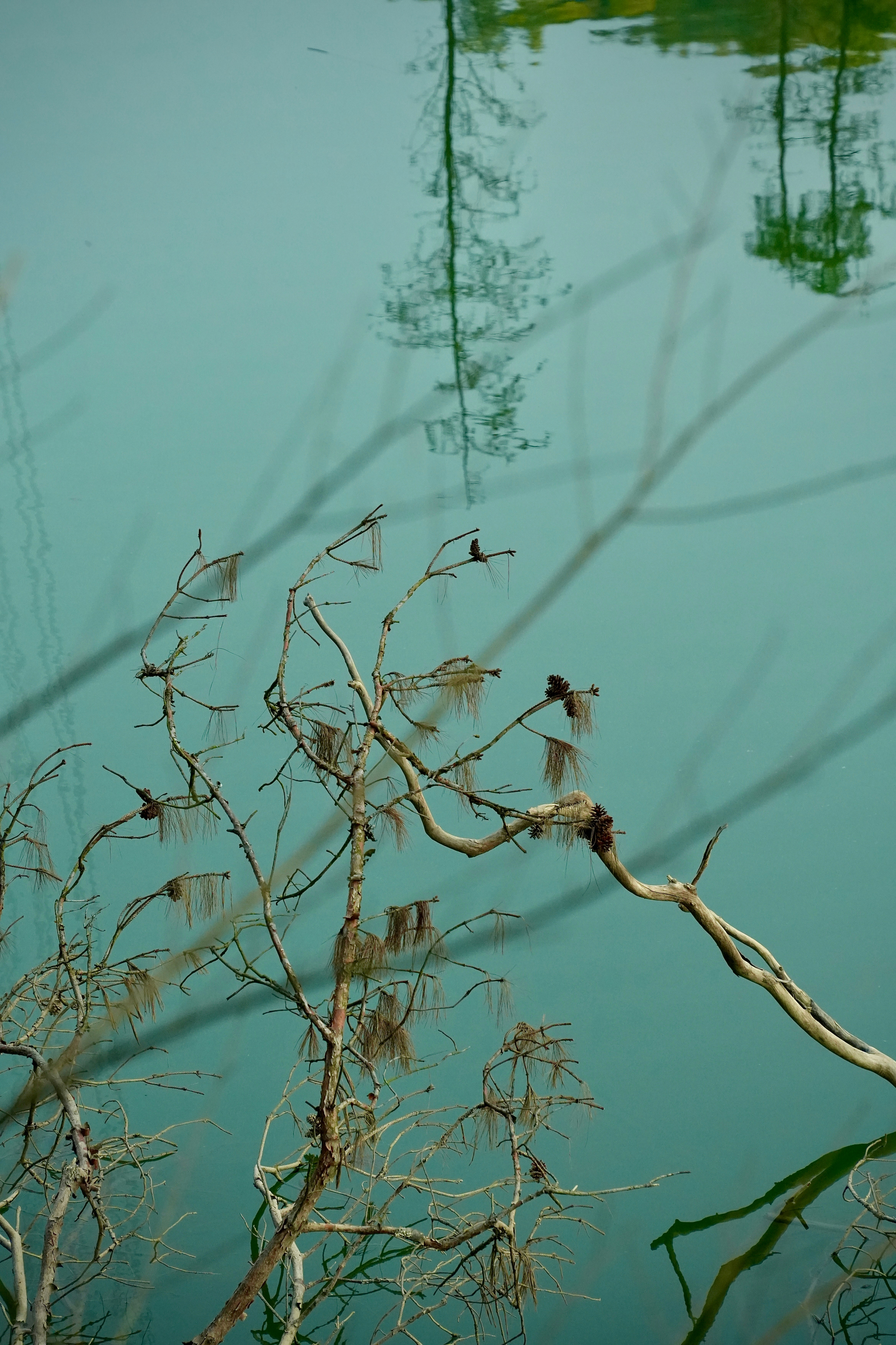 Dormant branches reach over turquoise stillness