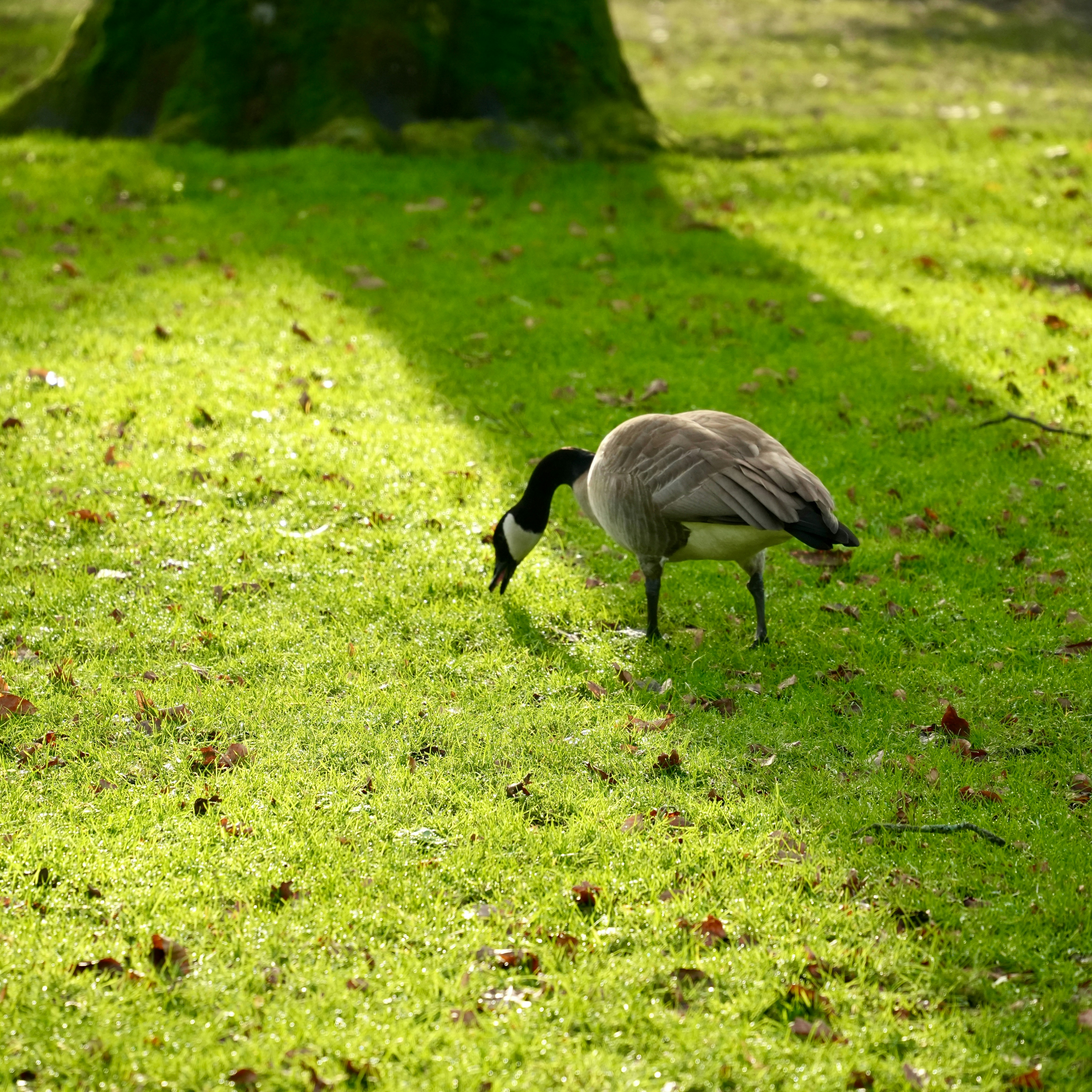 Graceful Forage: A Crane in Sunlit Park