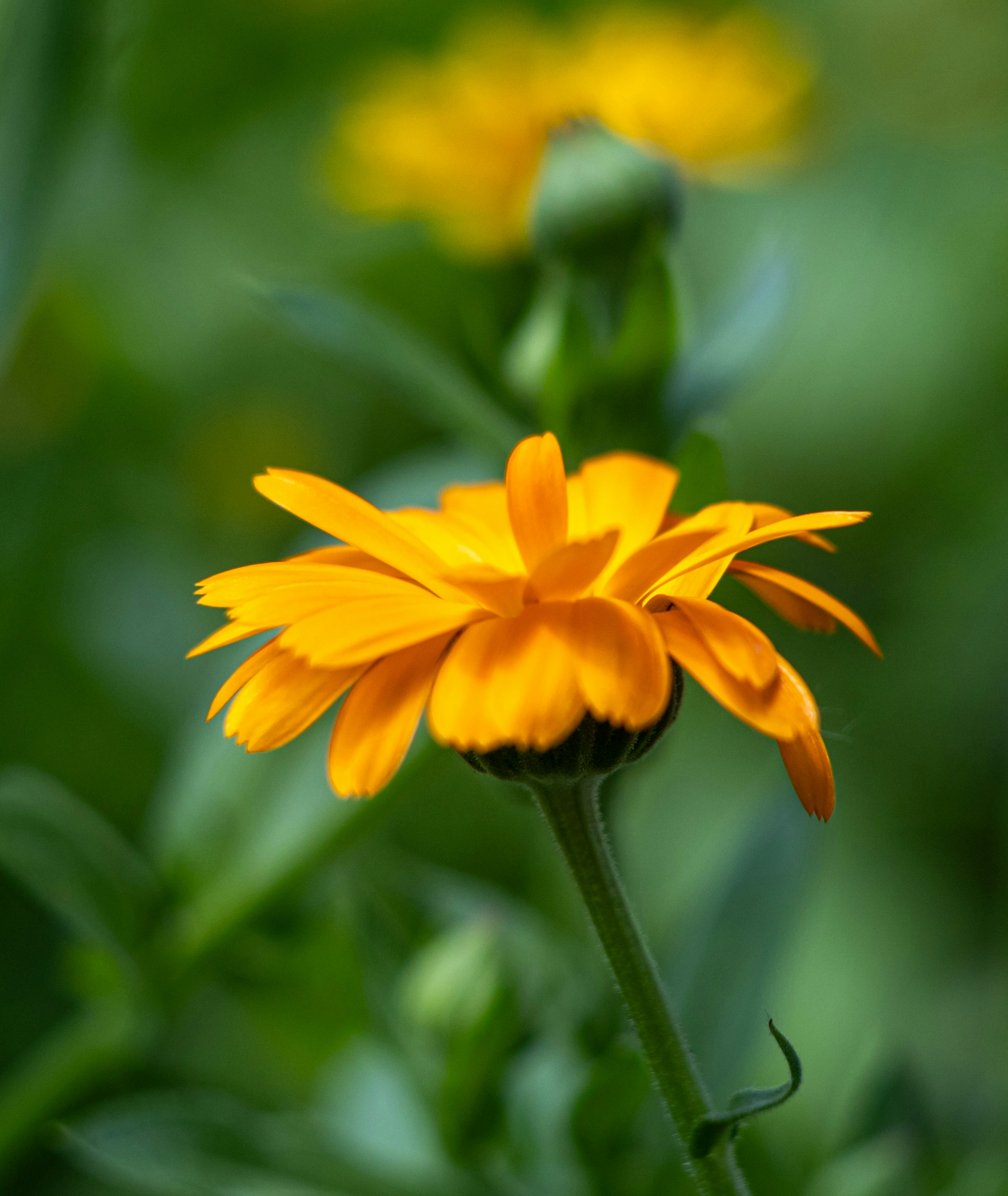 Vibrant orange flower in sharp focus with a soft, green background blur, highlighting petals and slender stem.