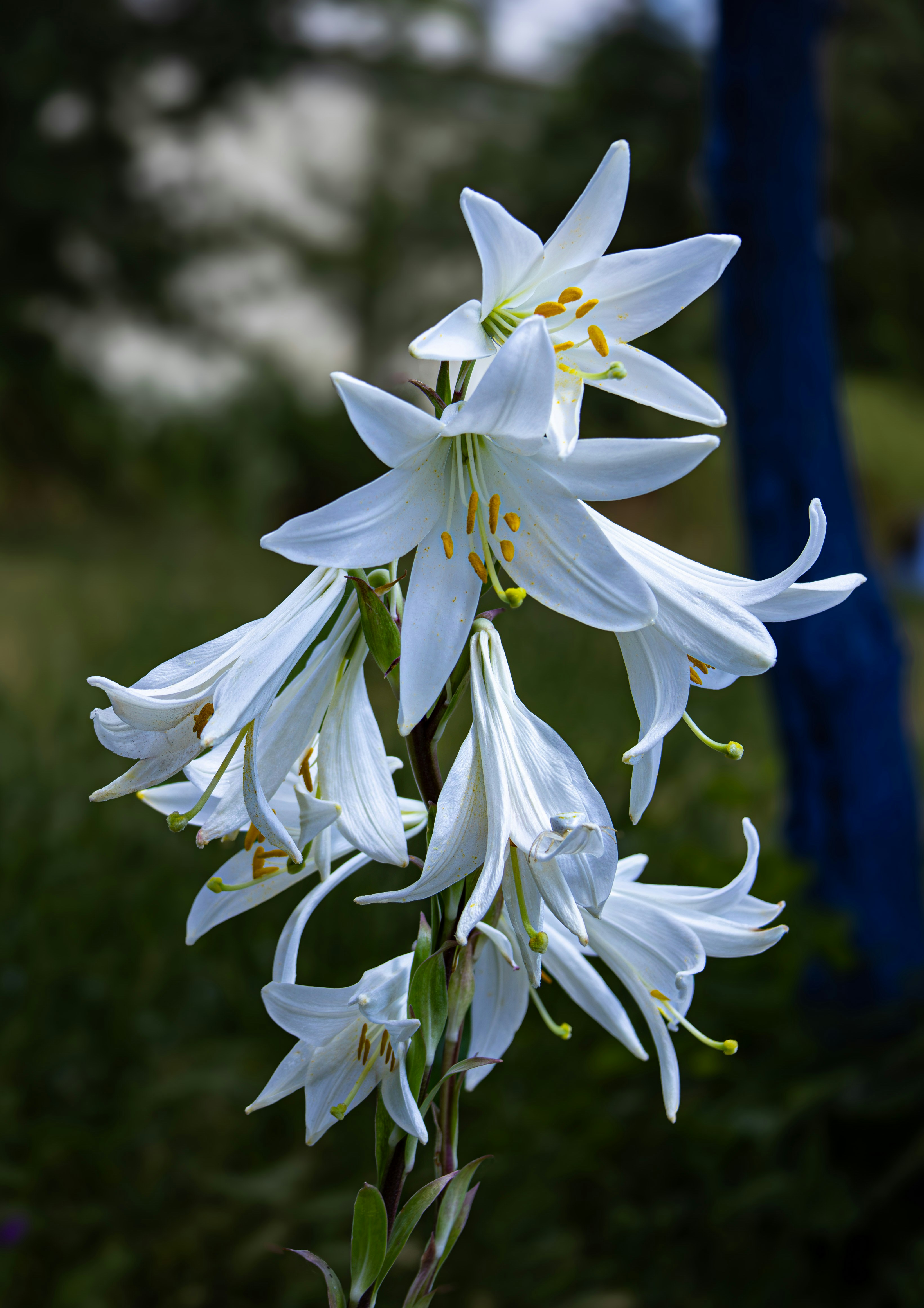 White Lilies in Focus: A Delicate Bloom Against a Quiet Backdrop
