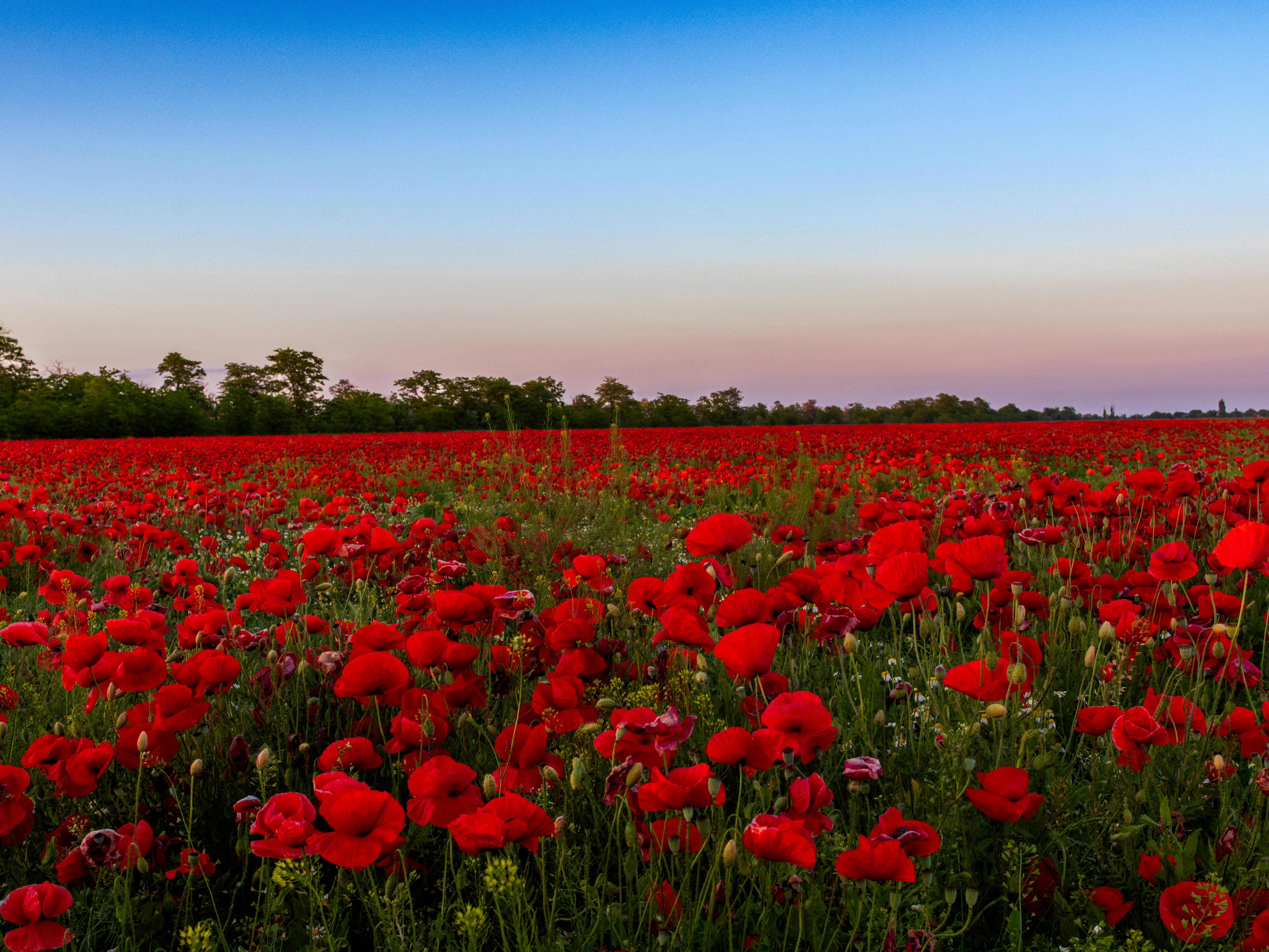 Crimson Sea of Poppies at Twilight