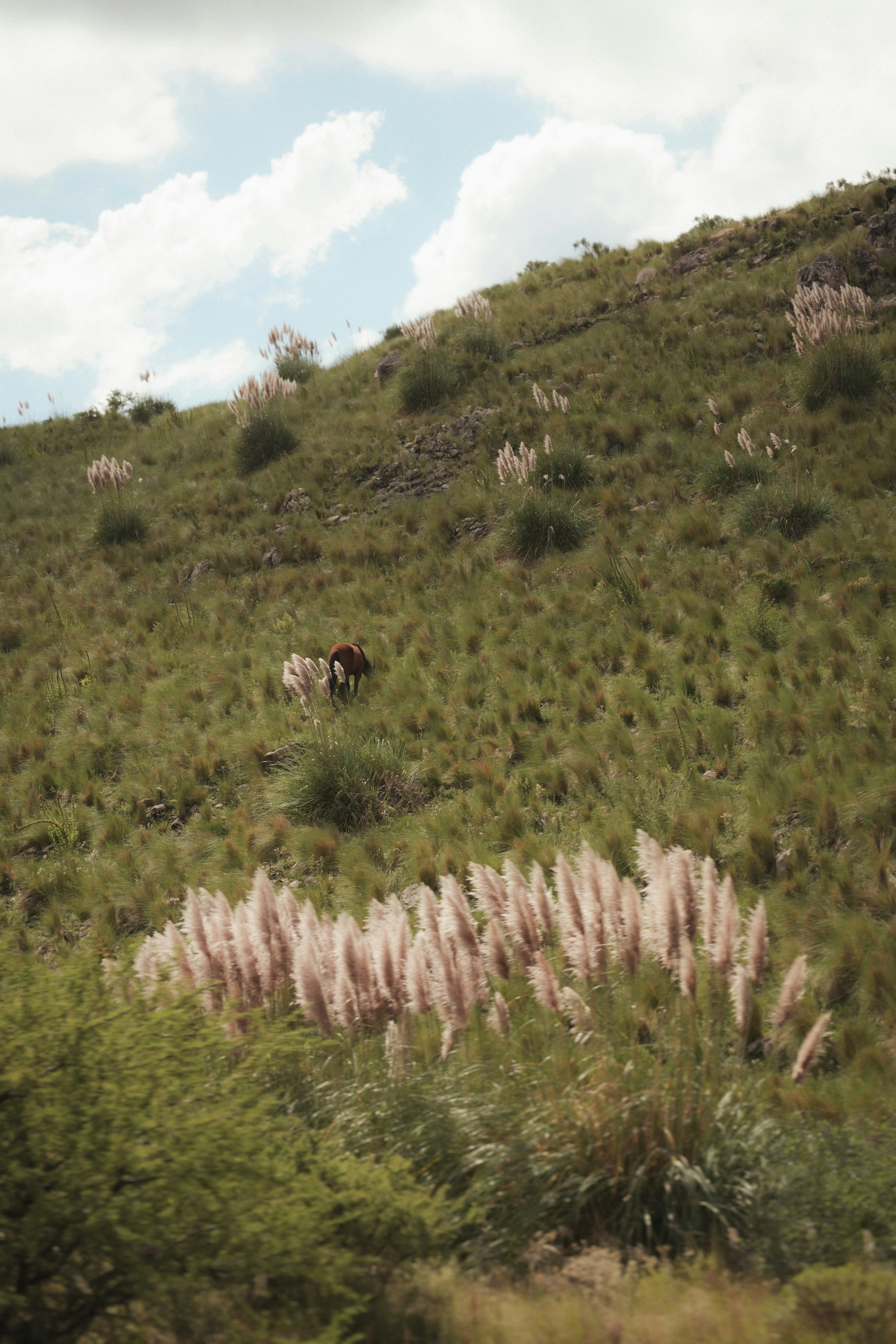 A hillside meadow with tall pink-tinged grasses and a lone grazing animal across a sunlit slope.