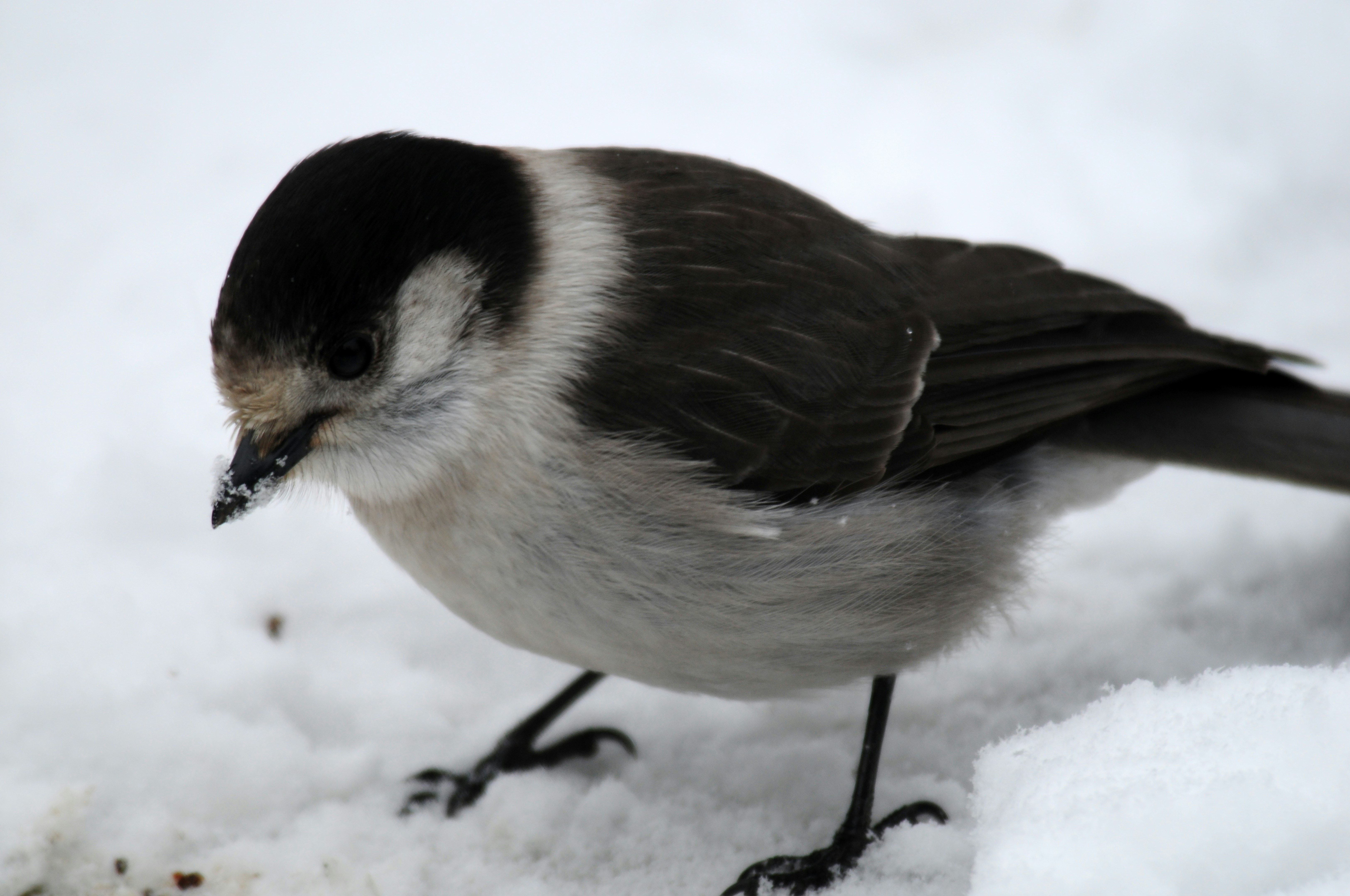 Snowy Stroll: A Black-Capped Bird in Quiet Winter Light