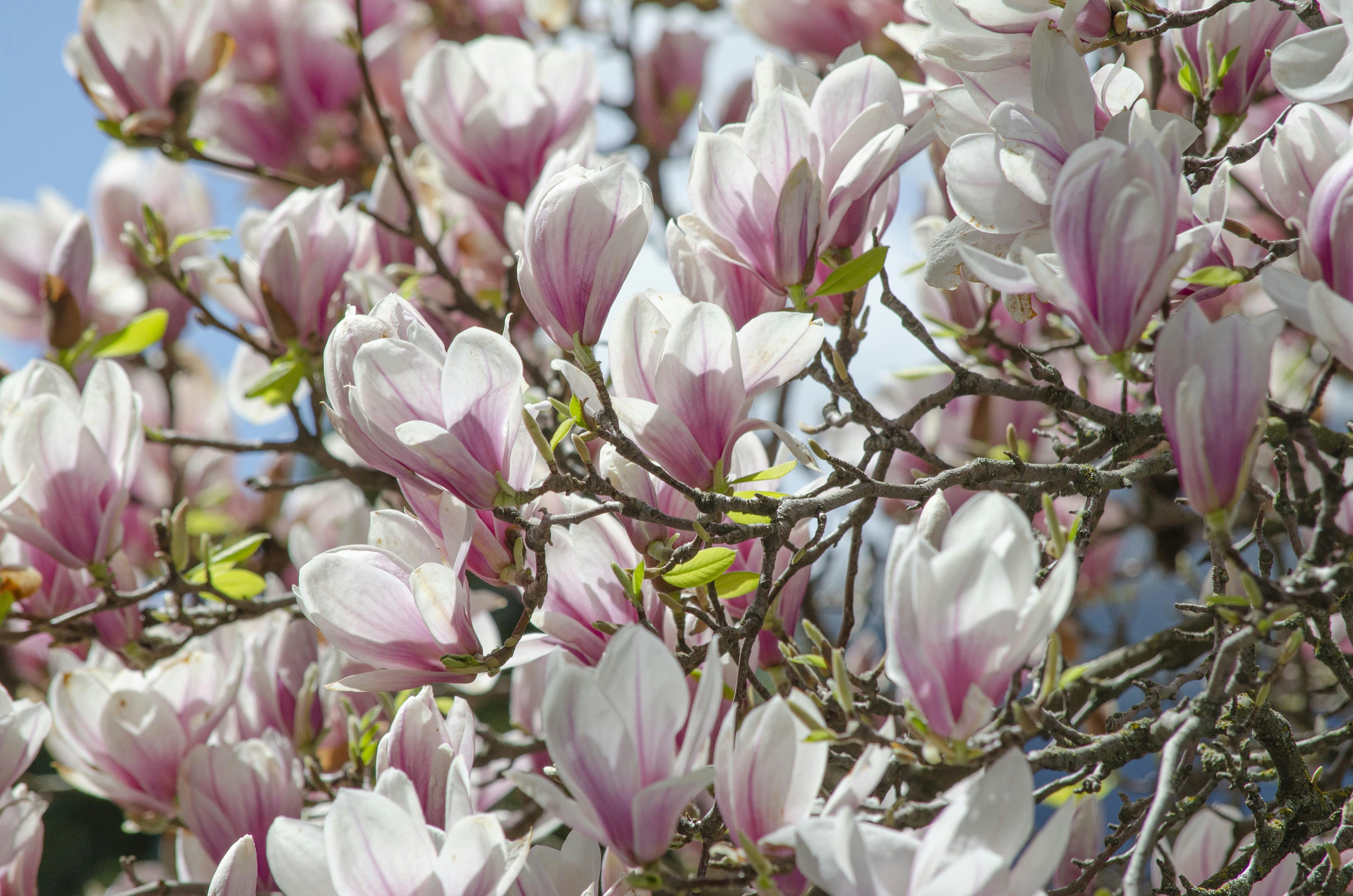 Petals in Focus: A Cloudy Spring Orchard Bloom