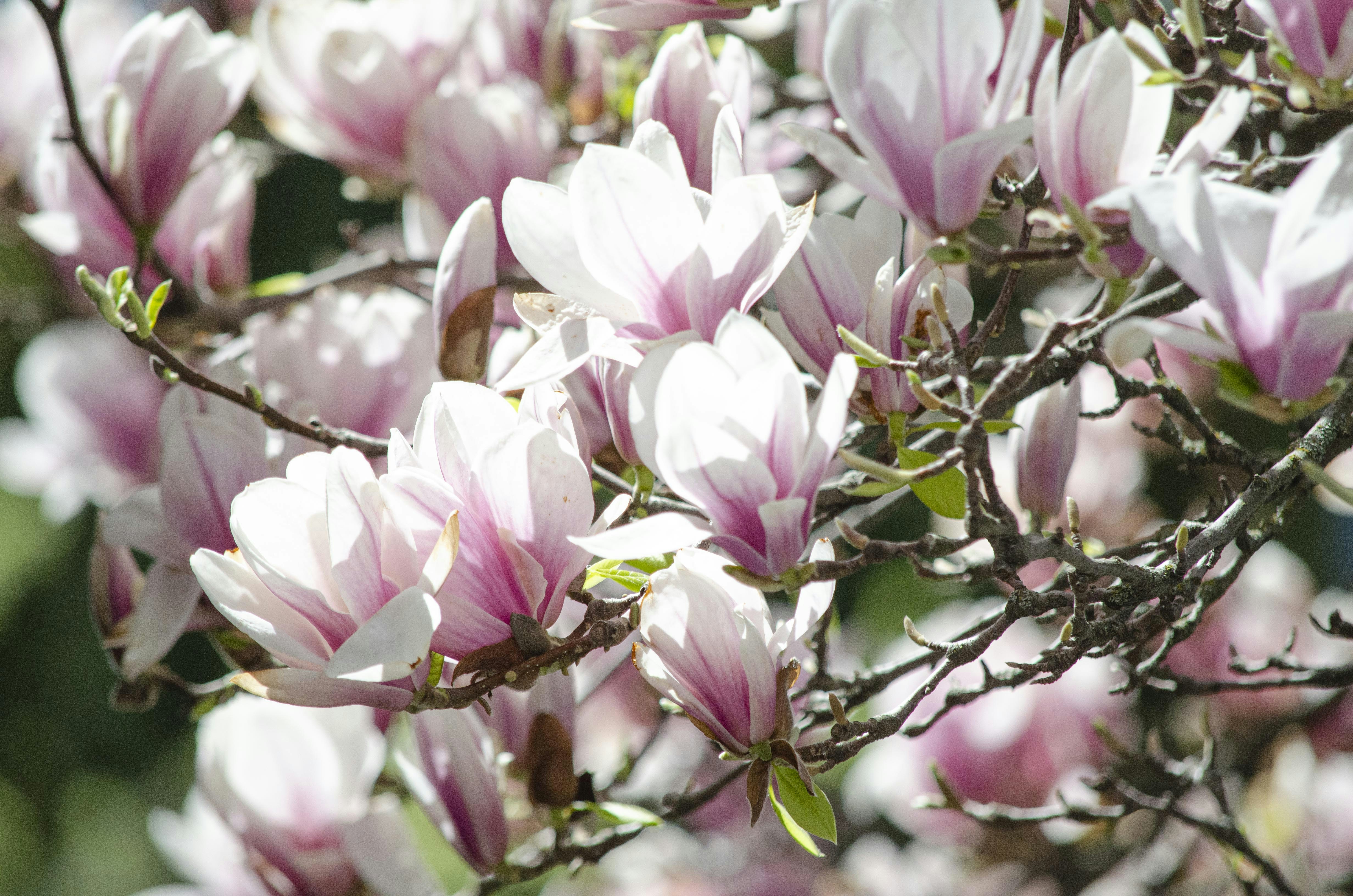 Soft Petal Burst on Spring Magnolia Branch