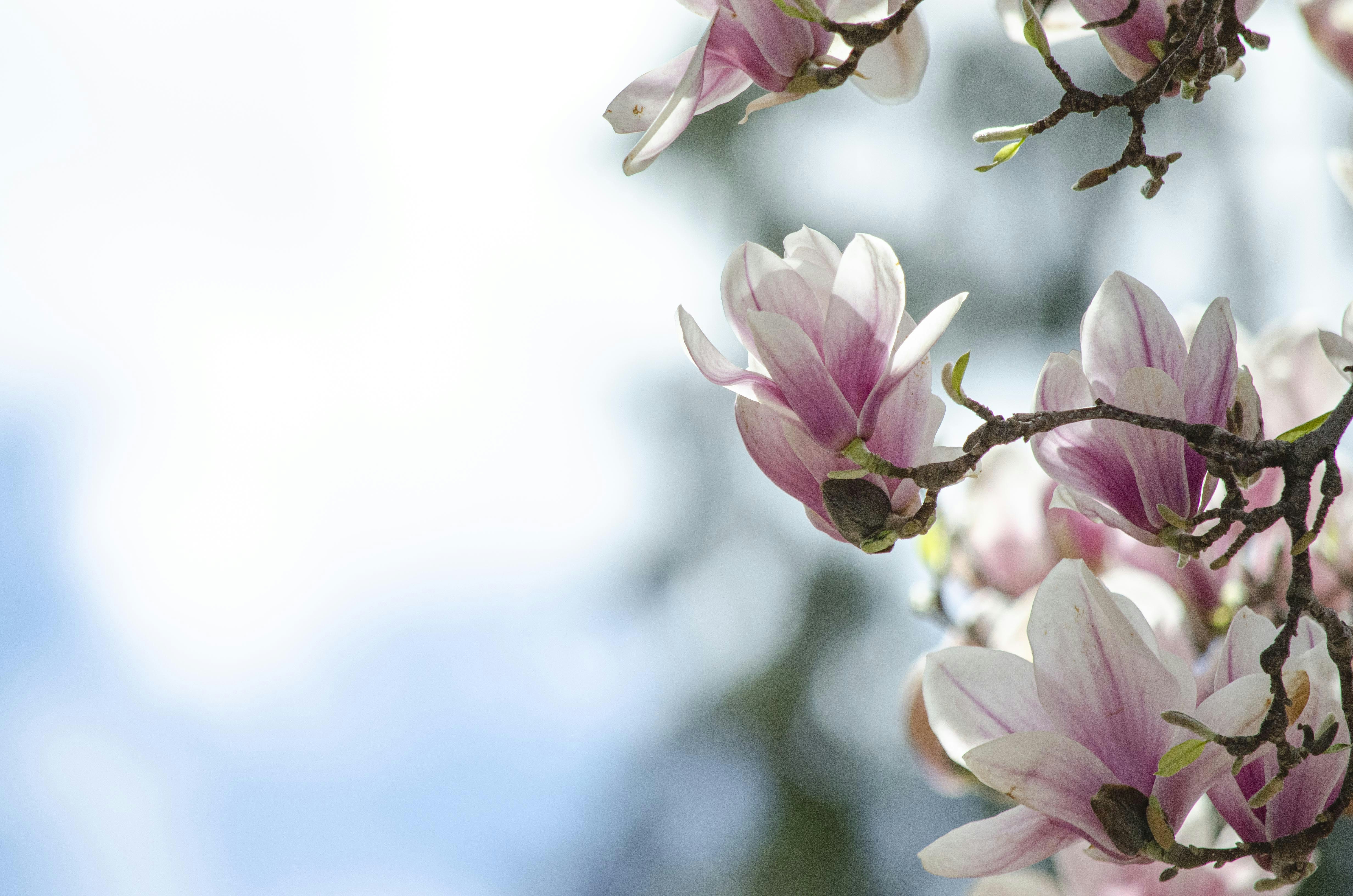 Blossoms in Focus: Soft Pink Magnolia Reach