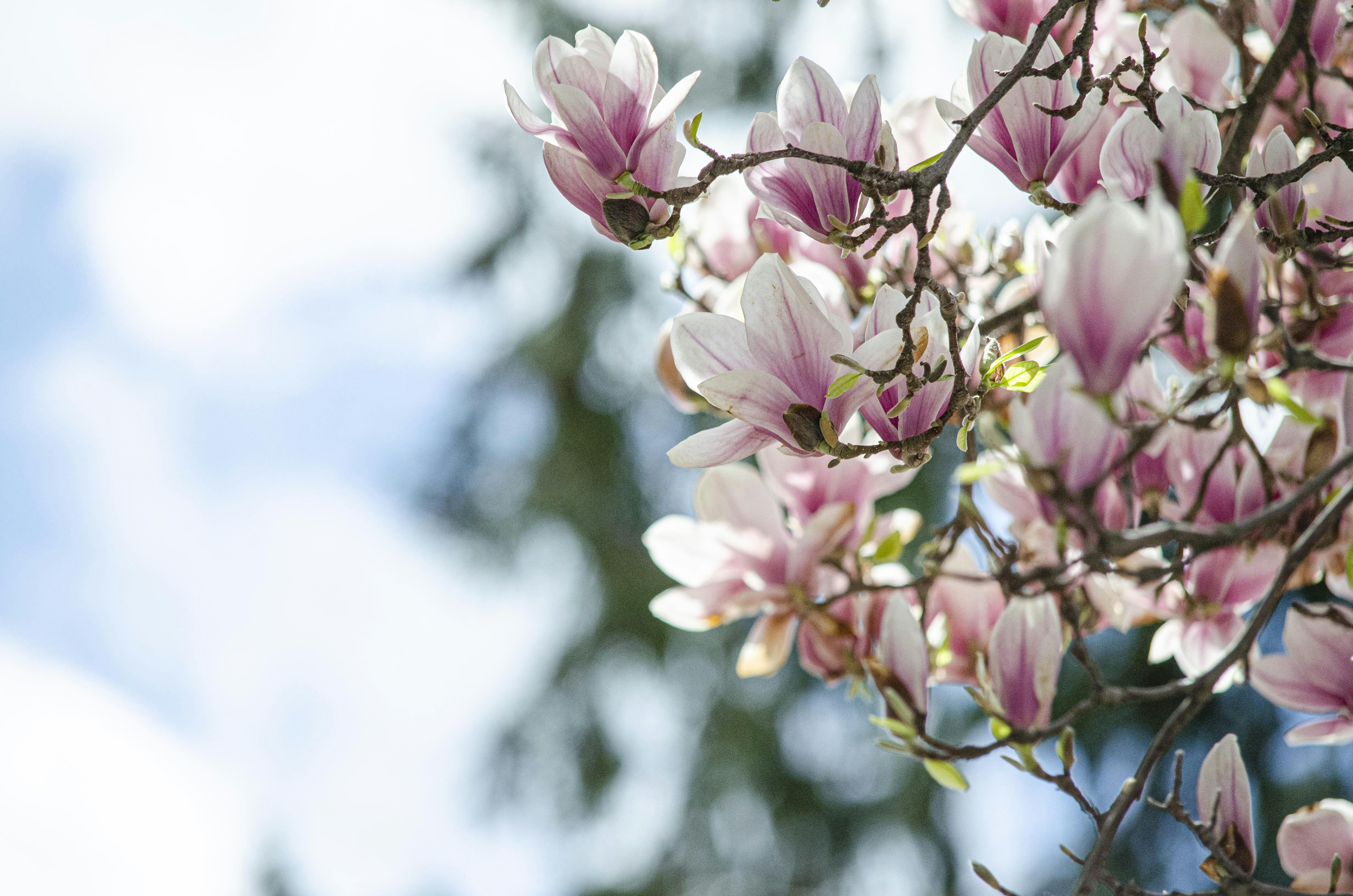 Blossoms at the Edge of Spring Sky