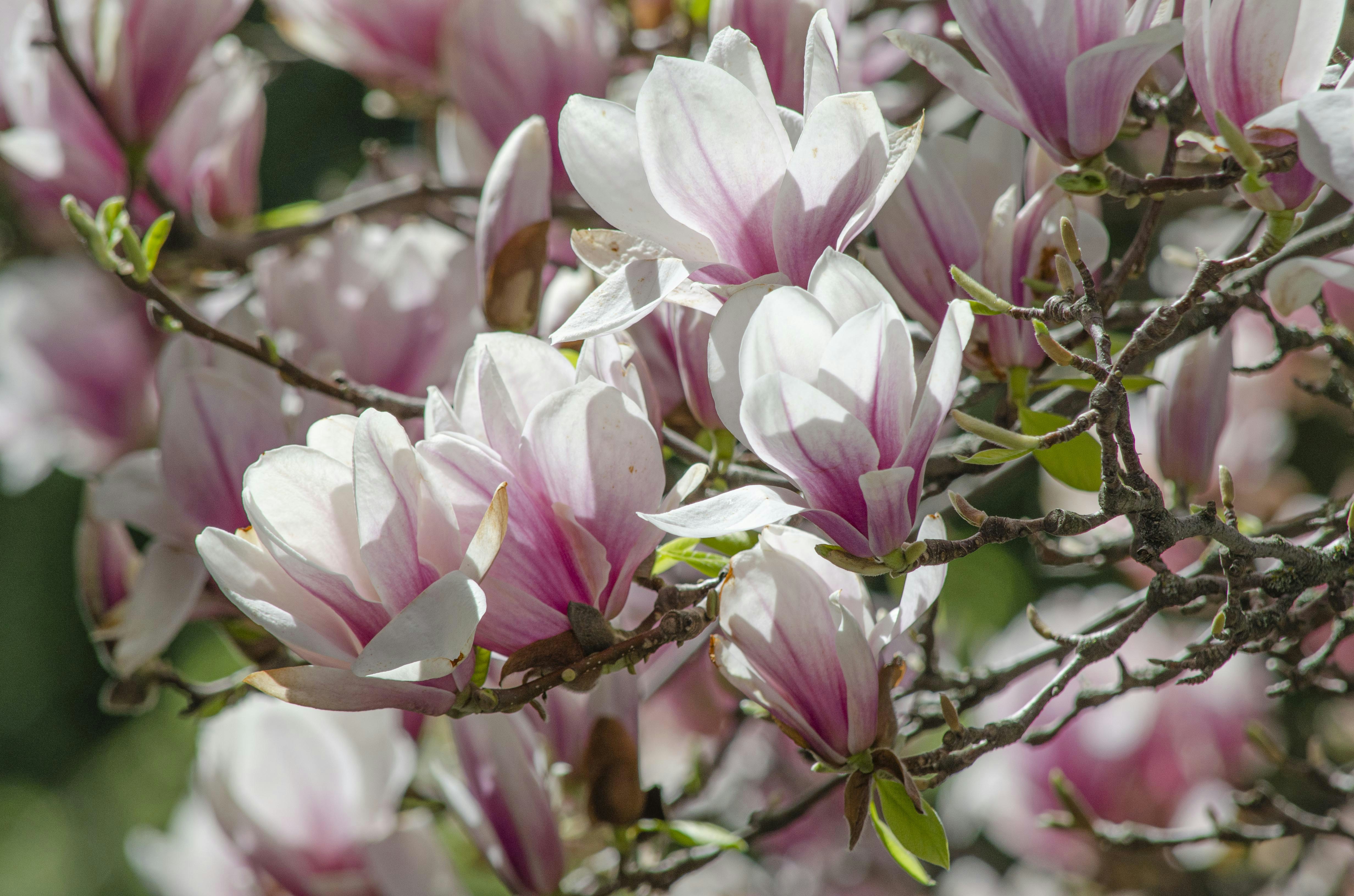 Pink Magnolia Bloom Cluster in Bright Spring Sun