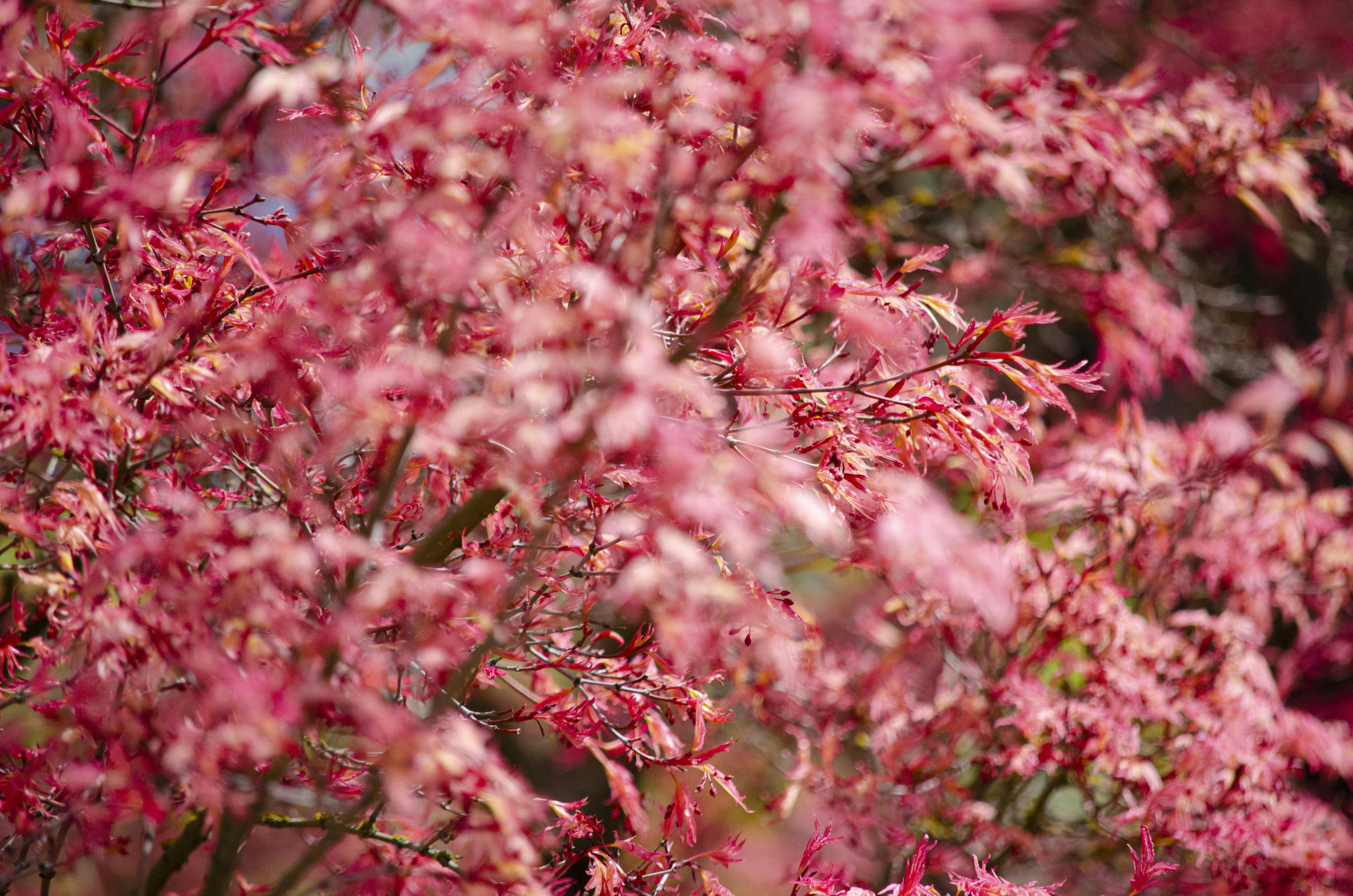 Crimson Canopy: A Close Glimpse into Spring's Rosy Foliage
