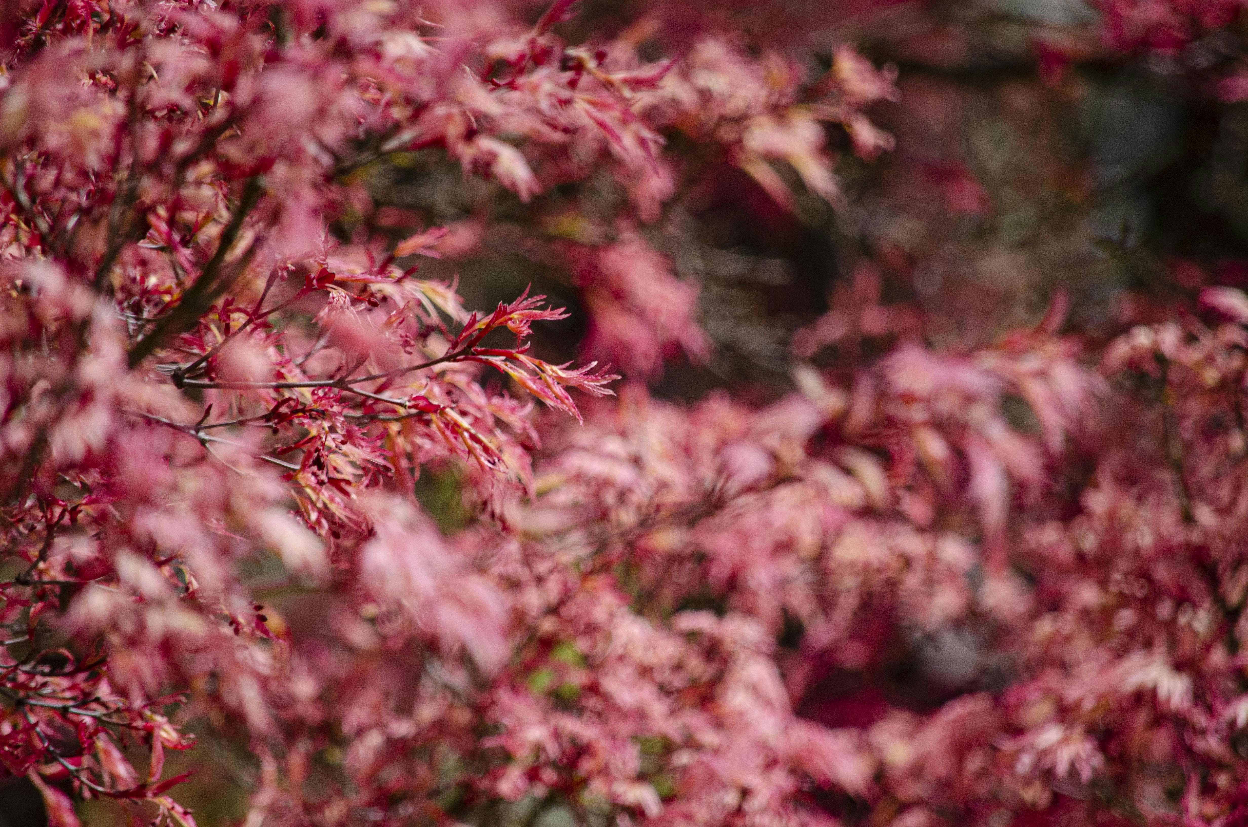 Crimson Canopy: Close-up of Japanese Maple Foliage in Soft Focus
