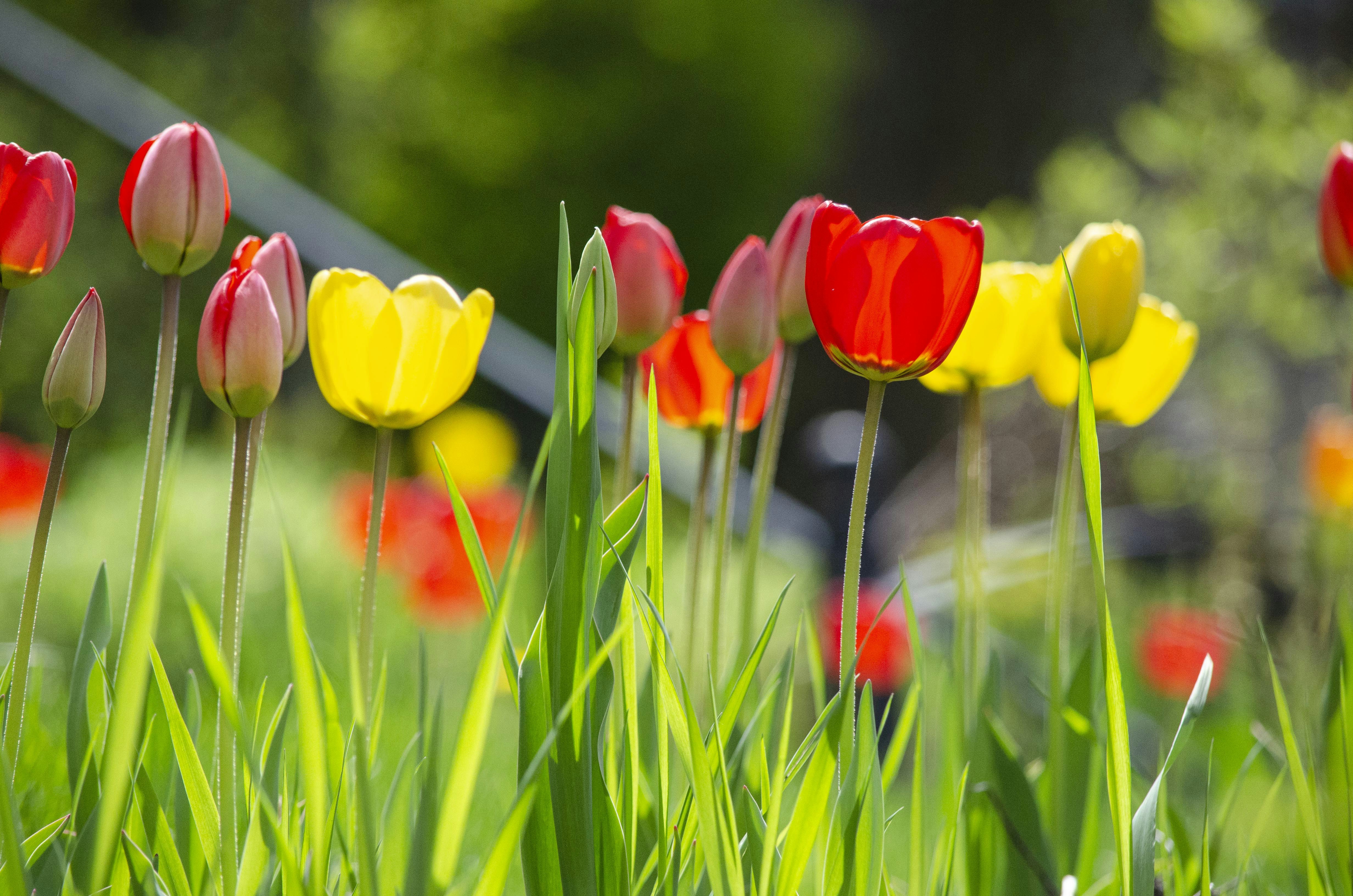 Bouquet of Spring: Tulips Reaching Through Green Stalks