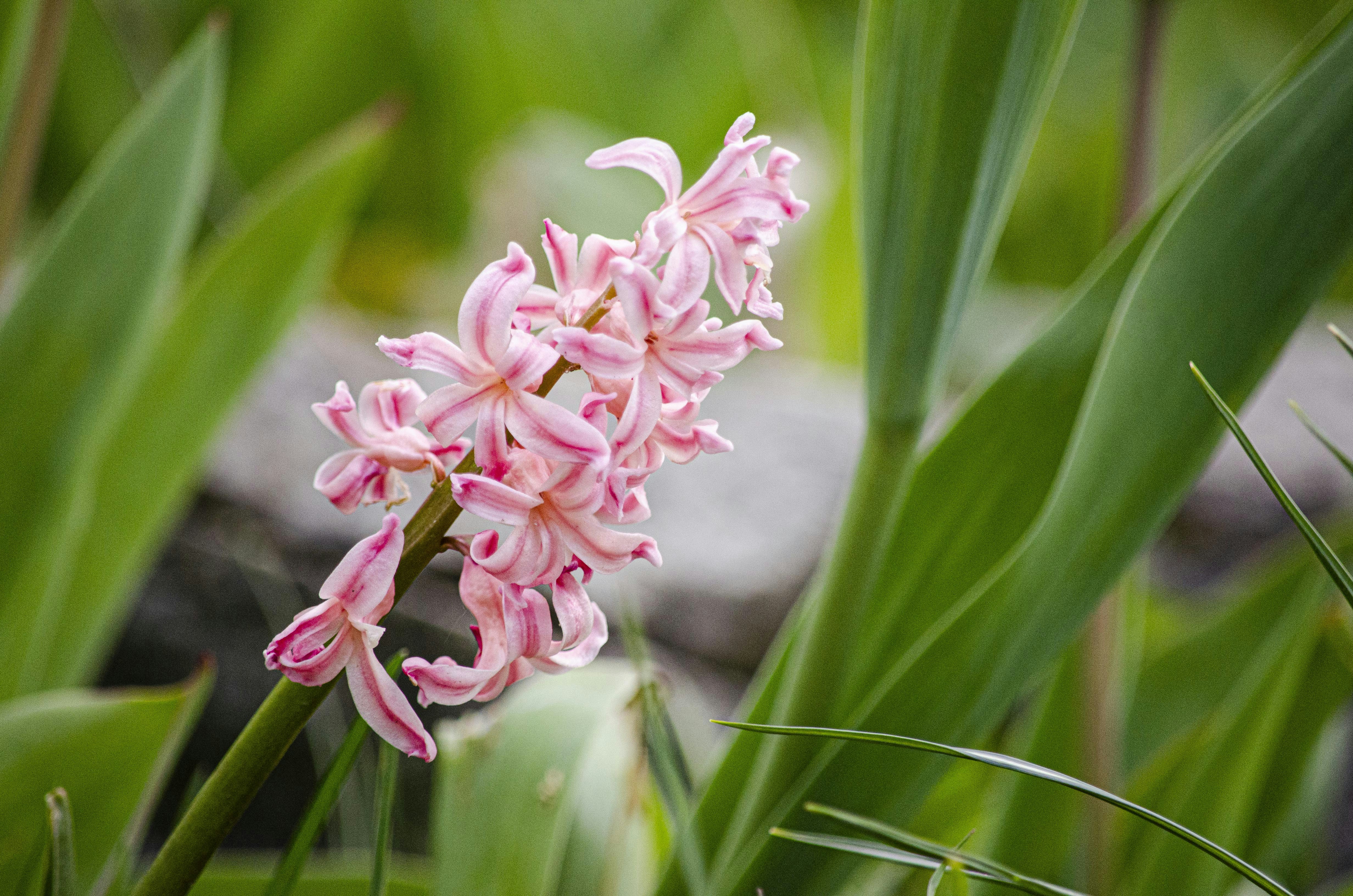 Pink Hyacinth Accent in a Green Macro World