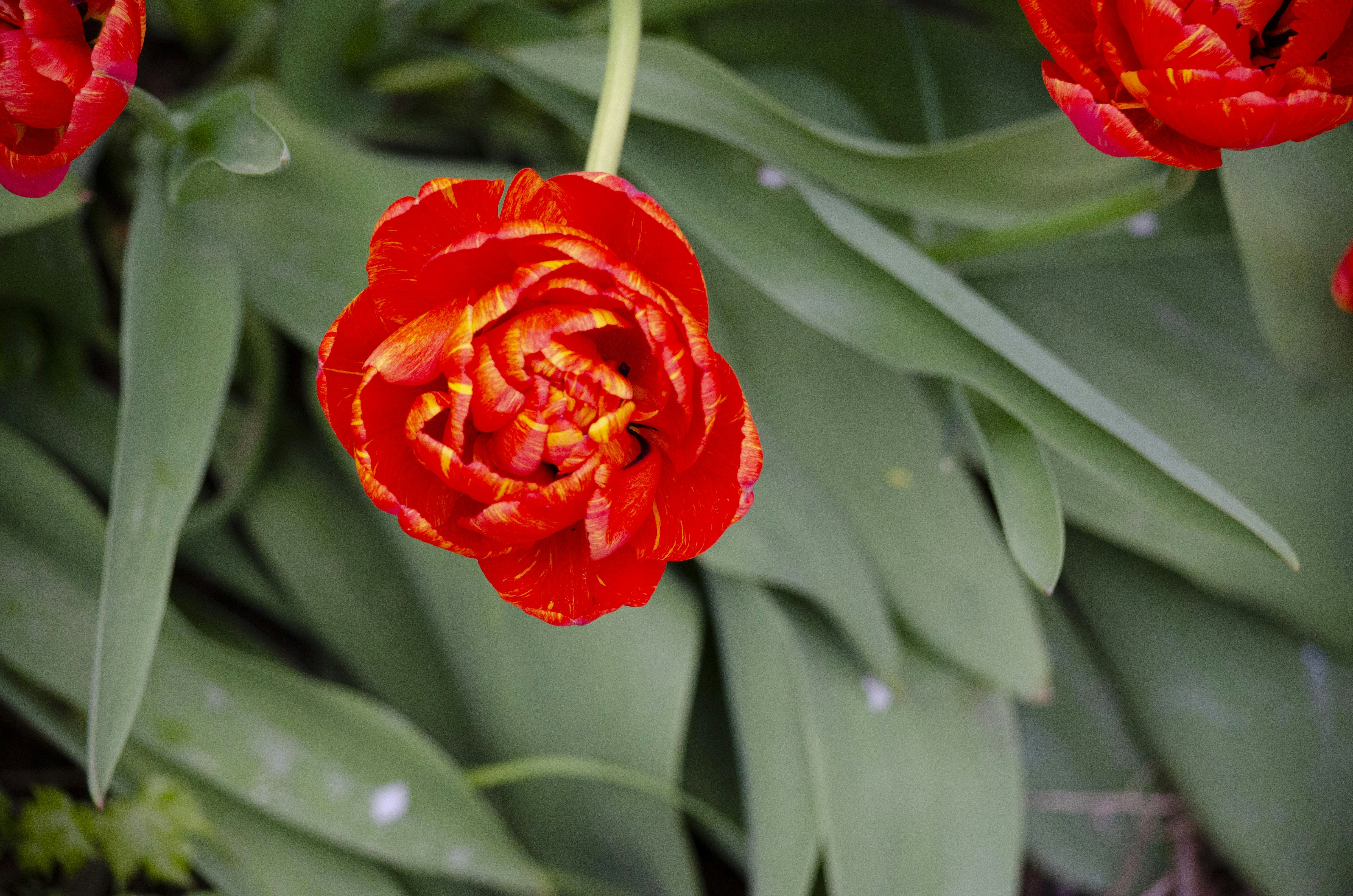 Bright red tulip blooms amid green foliage with soft background blur, highlighting vibrant petal detail and natural garden texture.