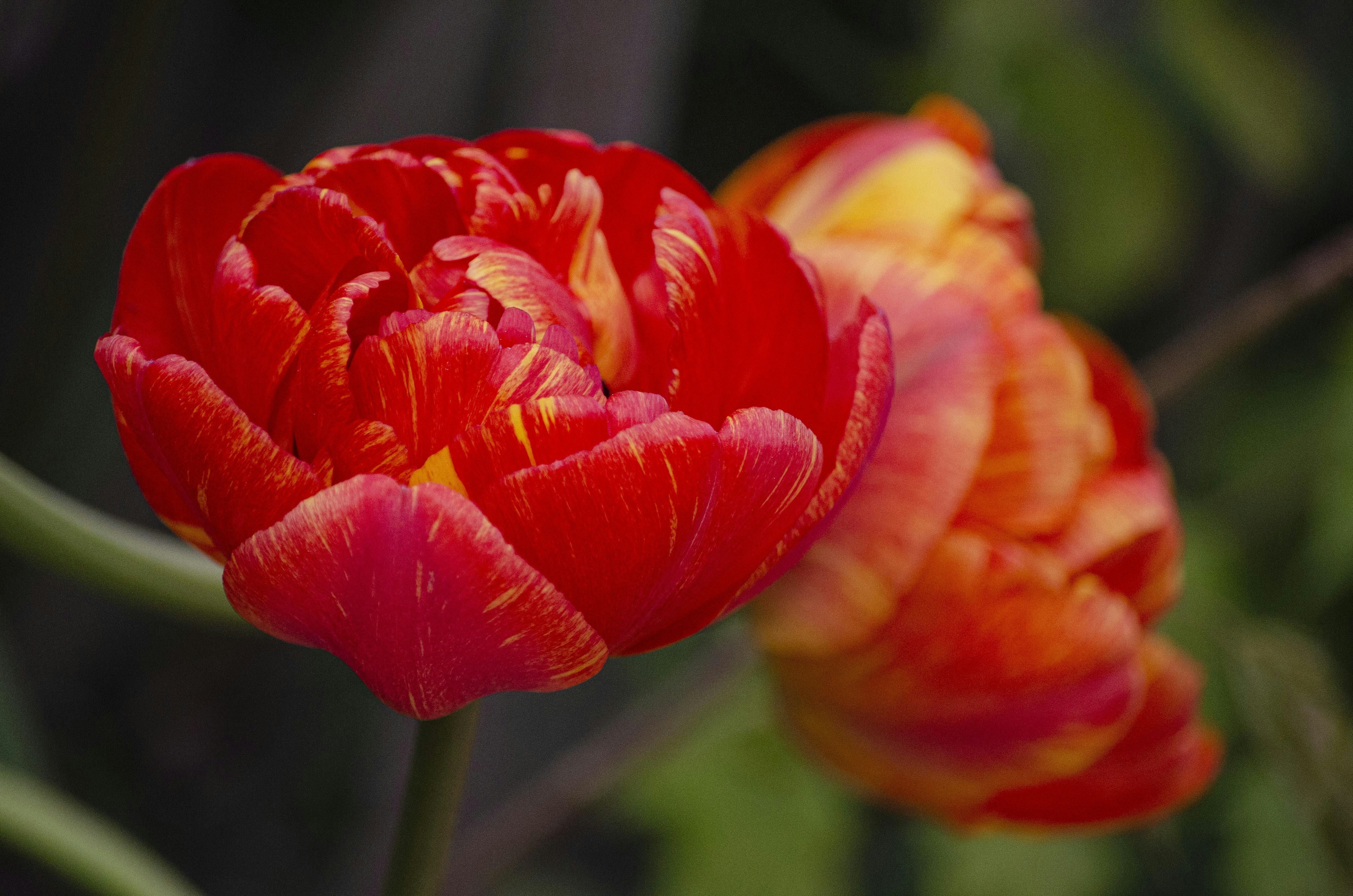 Crimson Tulip in Focus: Close-Up of Petal Velvet