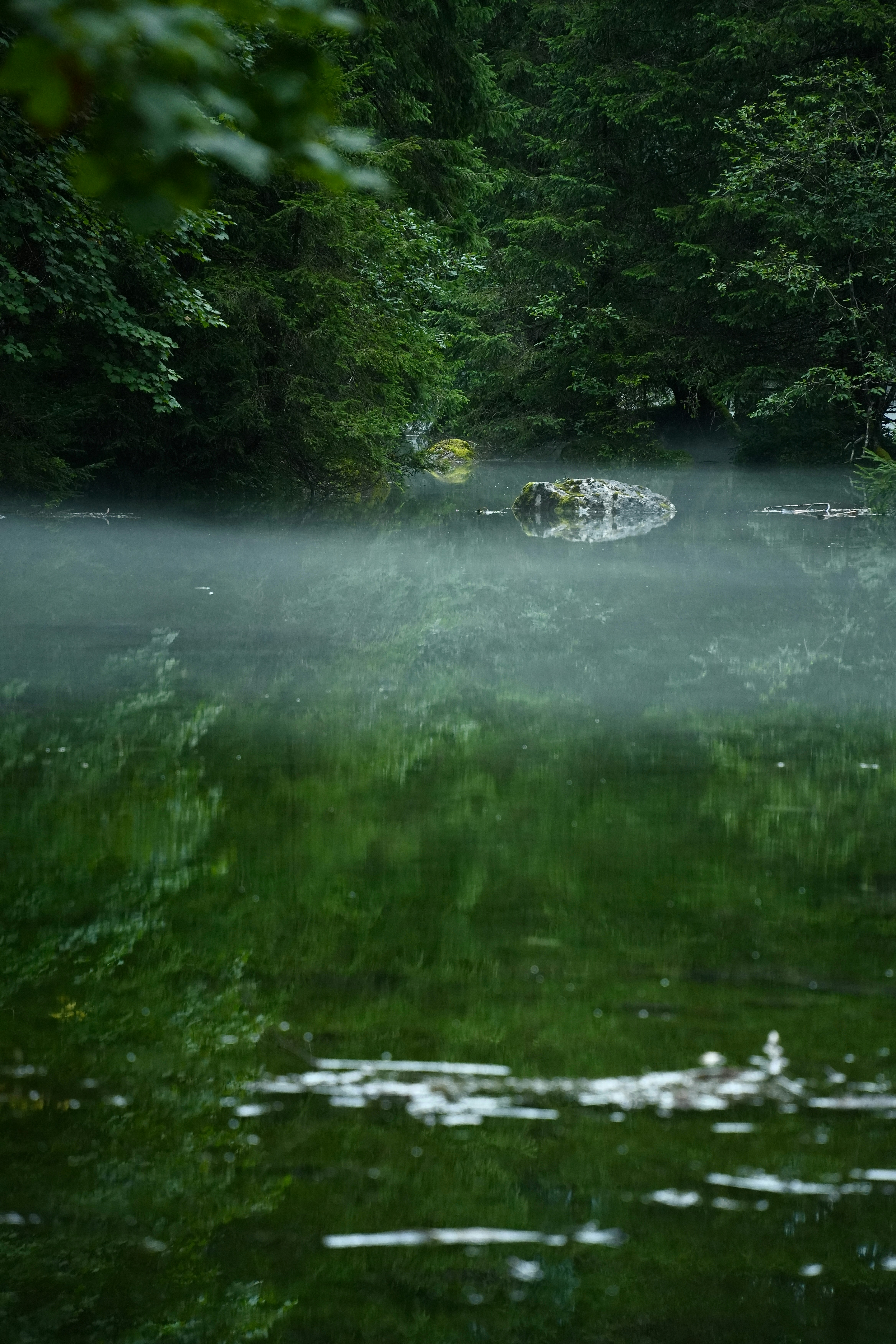 Misty River Mirror: Quiet Forest Reflections
