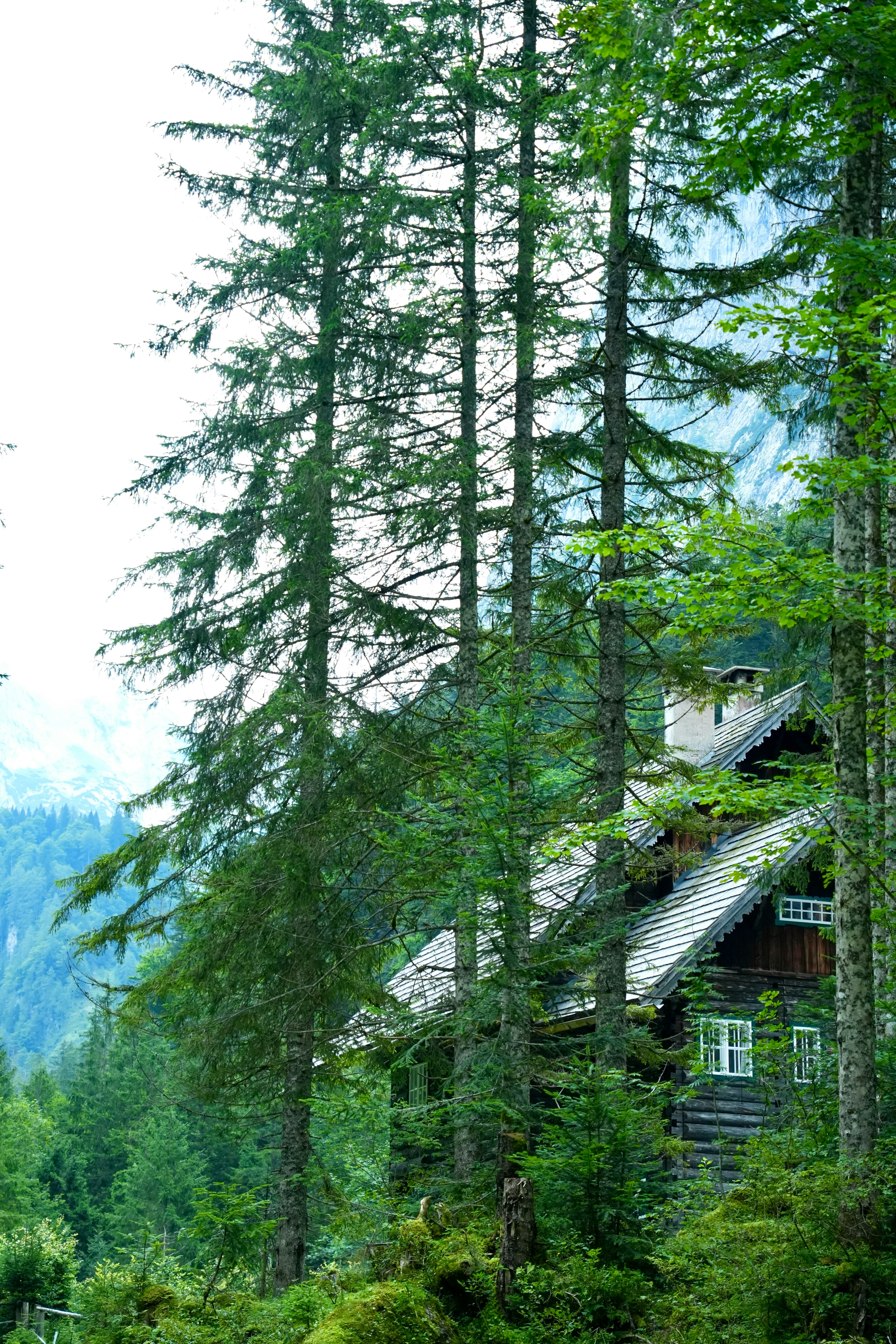 Timberline Refuge: A Mountain Lodge Nestled Among Pines