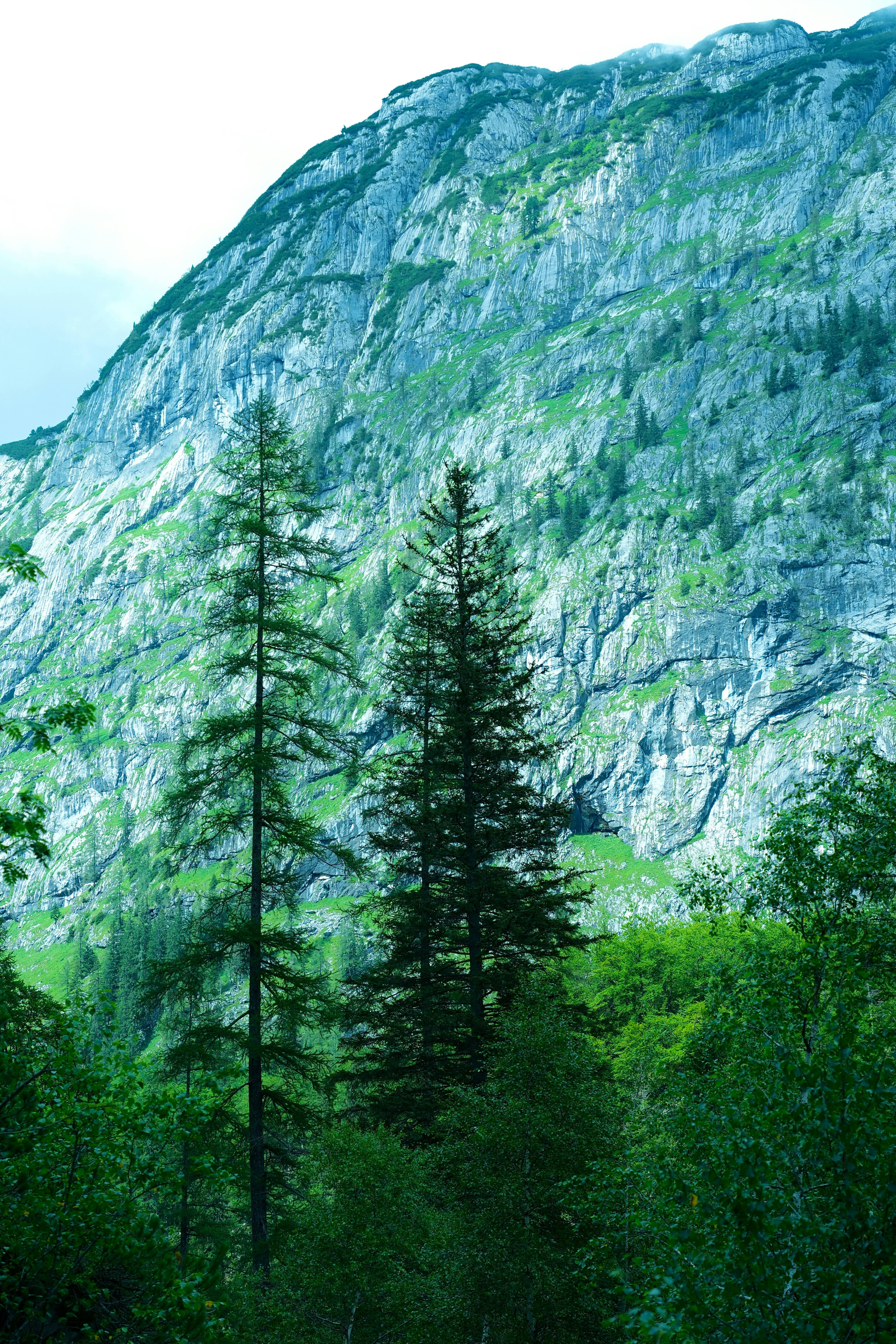 Emerald Canyon: Pines Standing Tall Against the Granite Wall