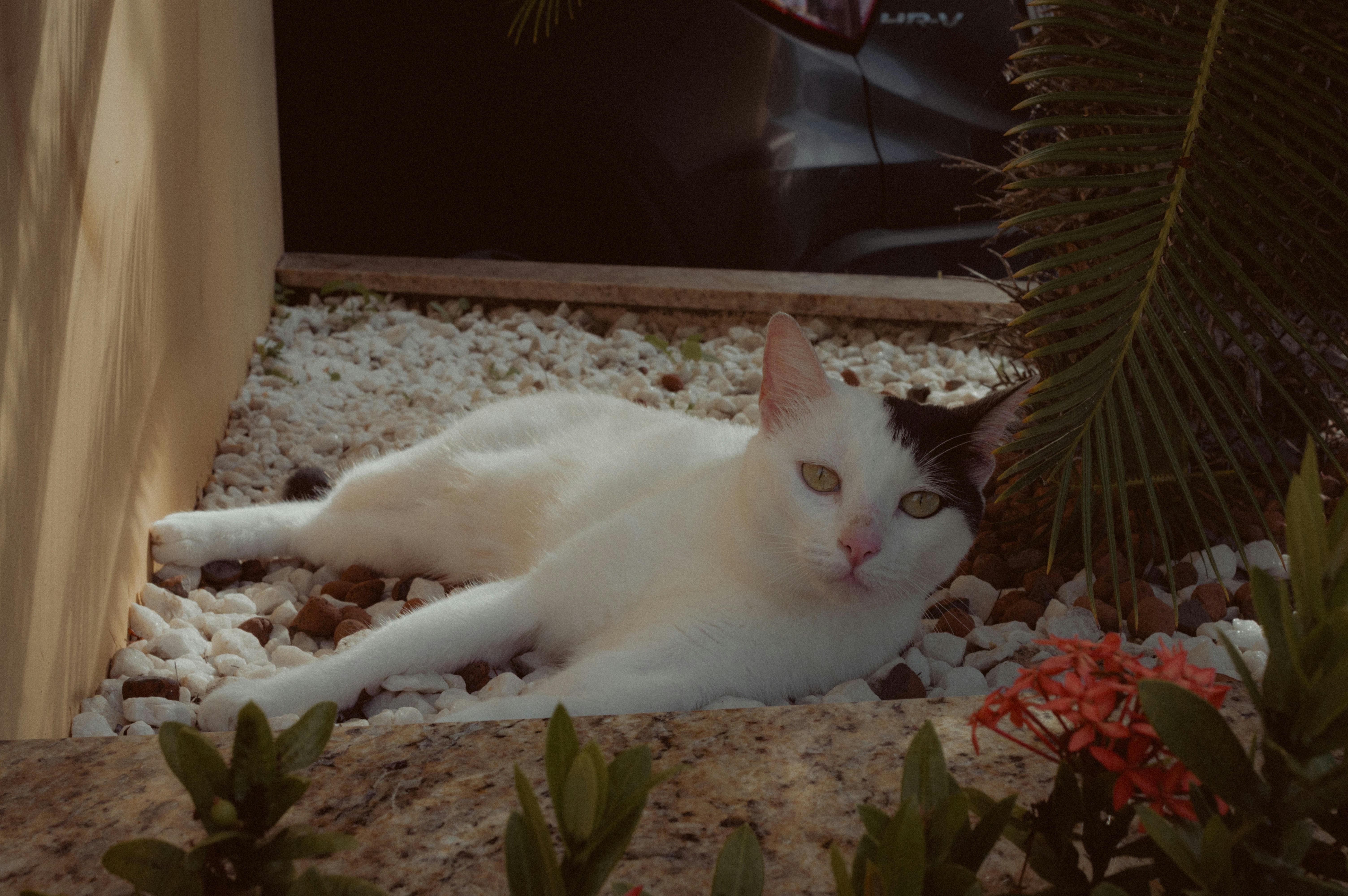 Sunlit cat lounging among pebbles and foliage