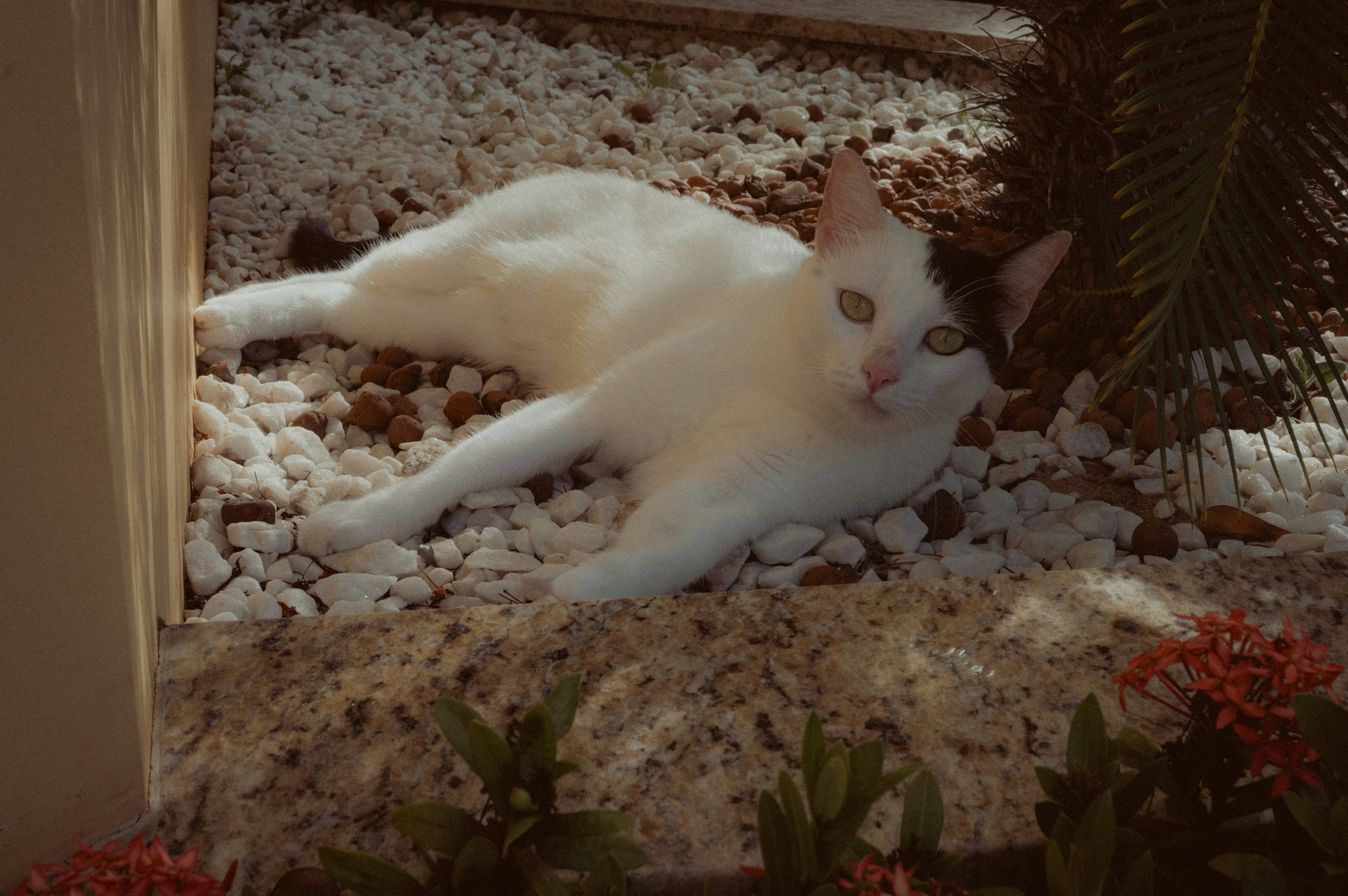 Sunlit Lap: White Cat Repose Among Pebbles