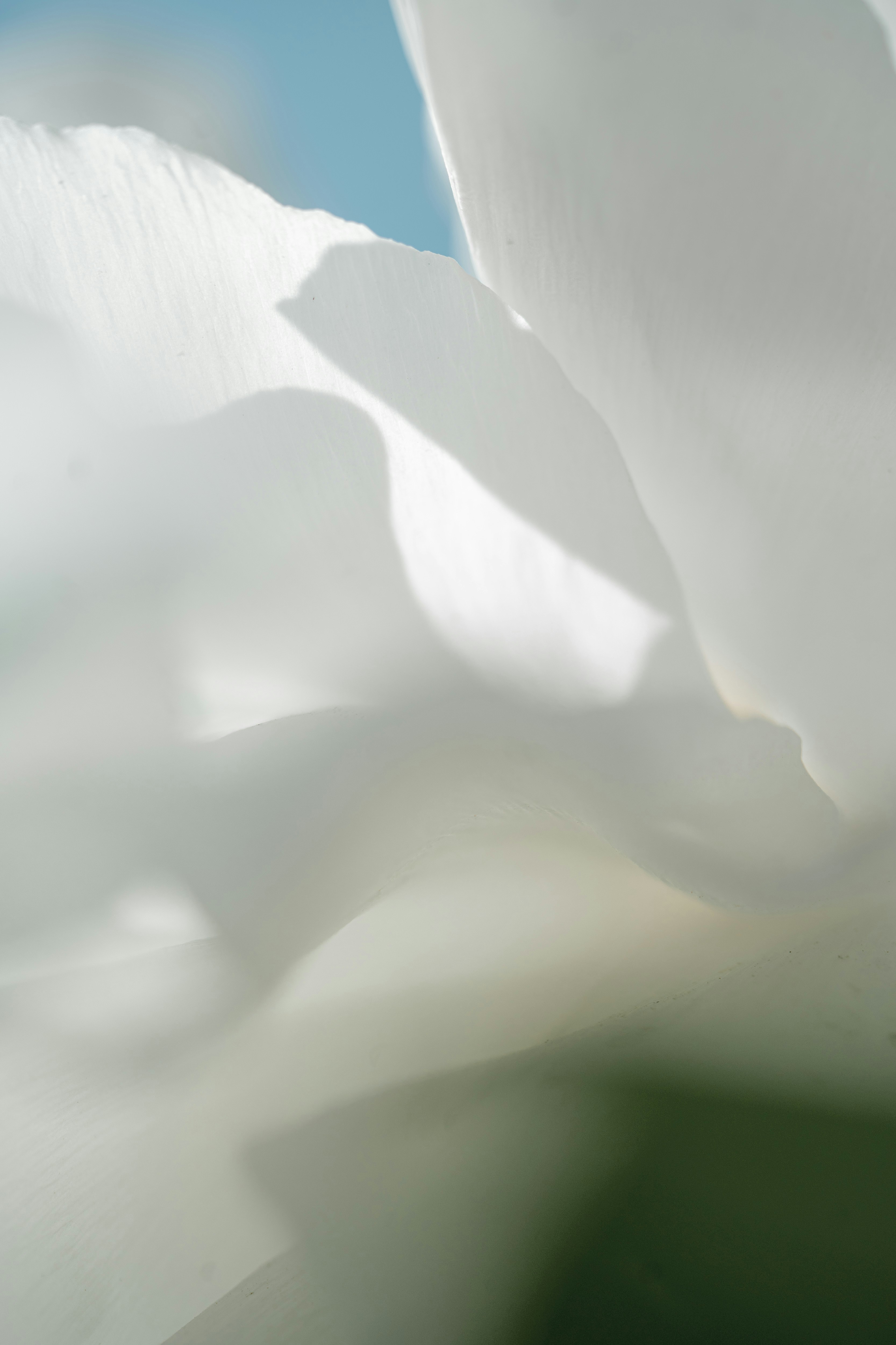 Whisper of Petals: A Close-Up of White Bloom Hues