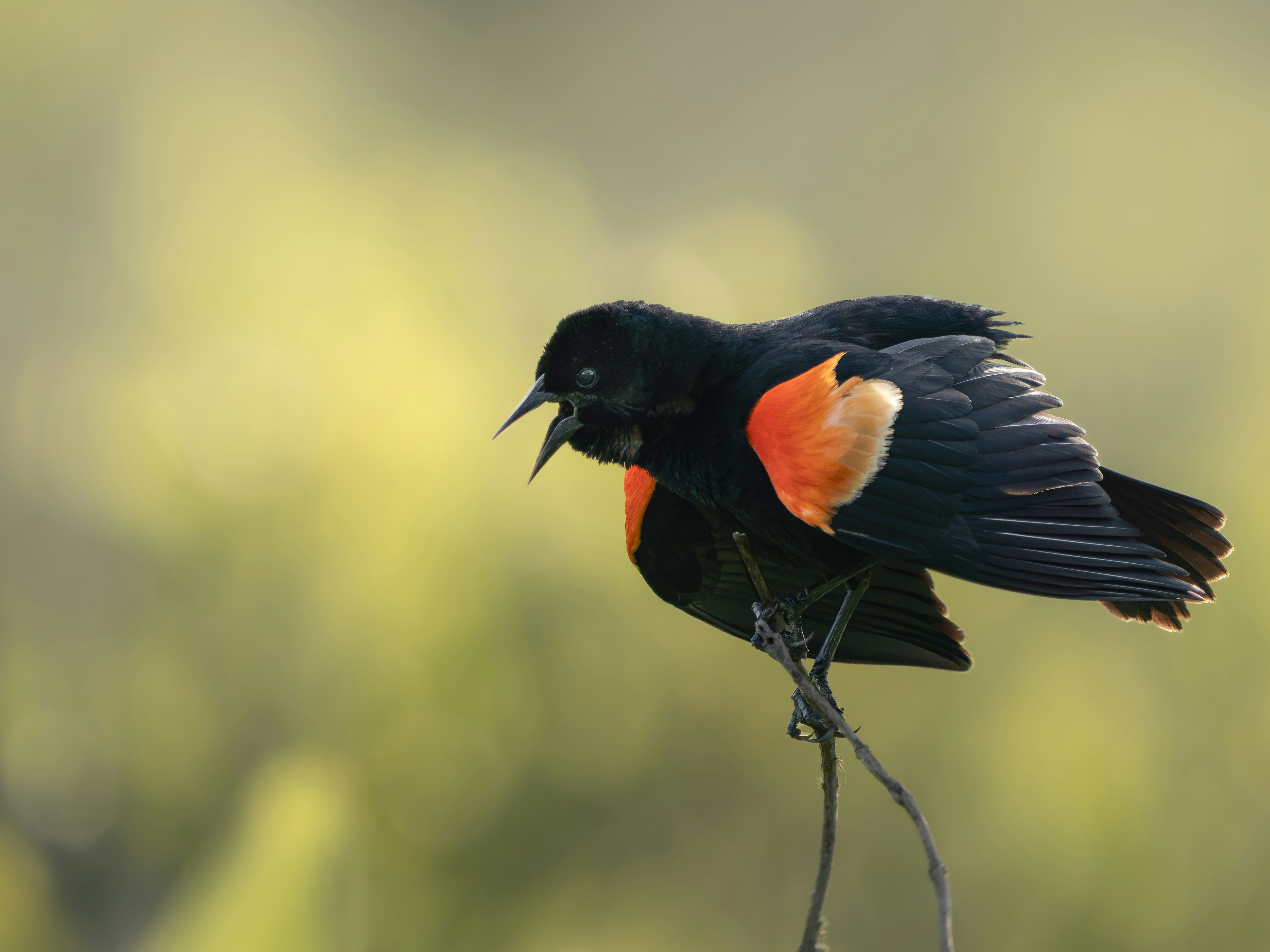Red-winged Blackbird Perched in Morning Light