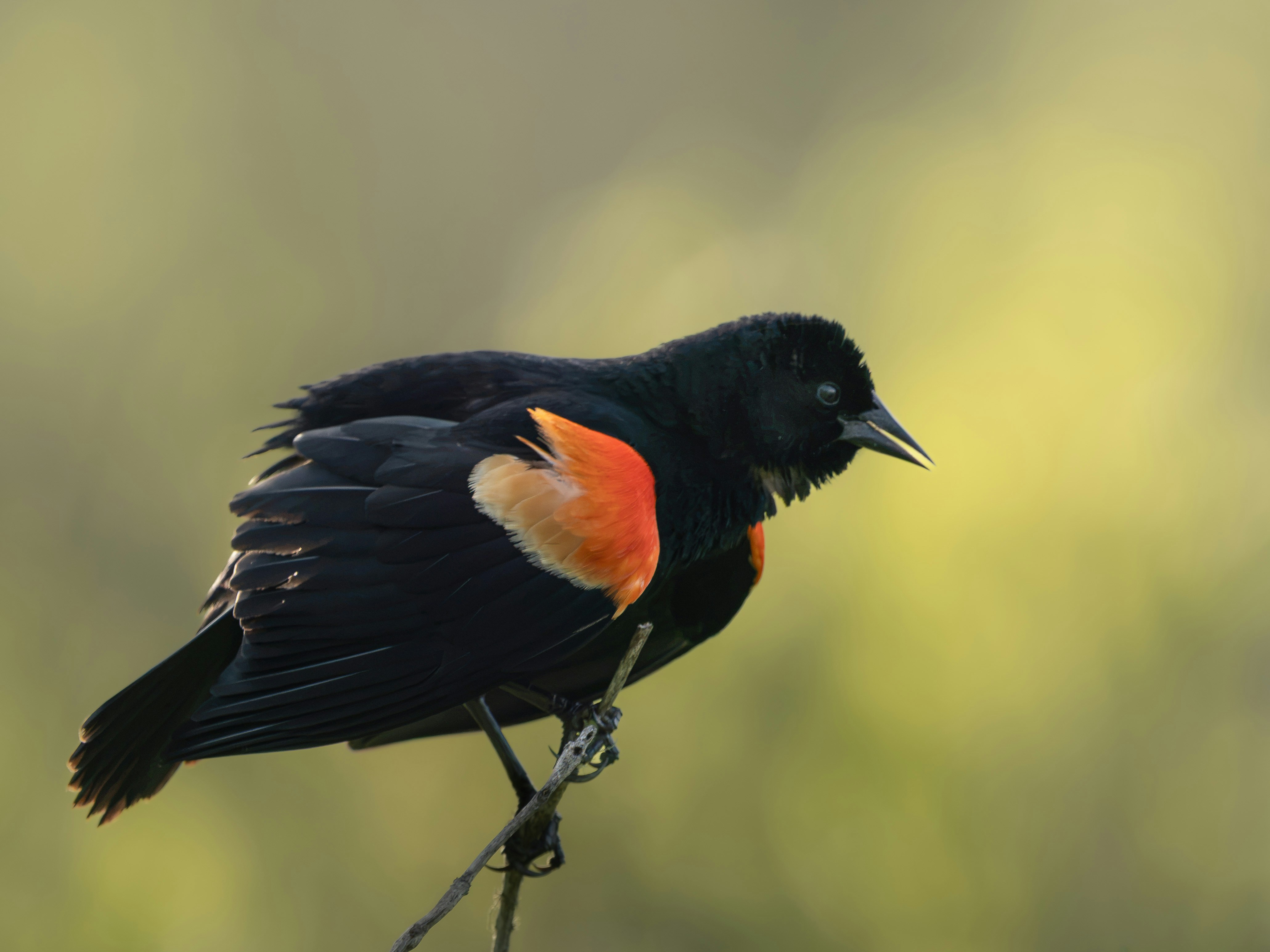 Red-winged Blackbird in Soft Backlight with Emerald Bokeh