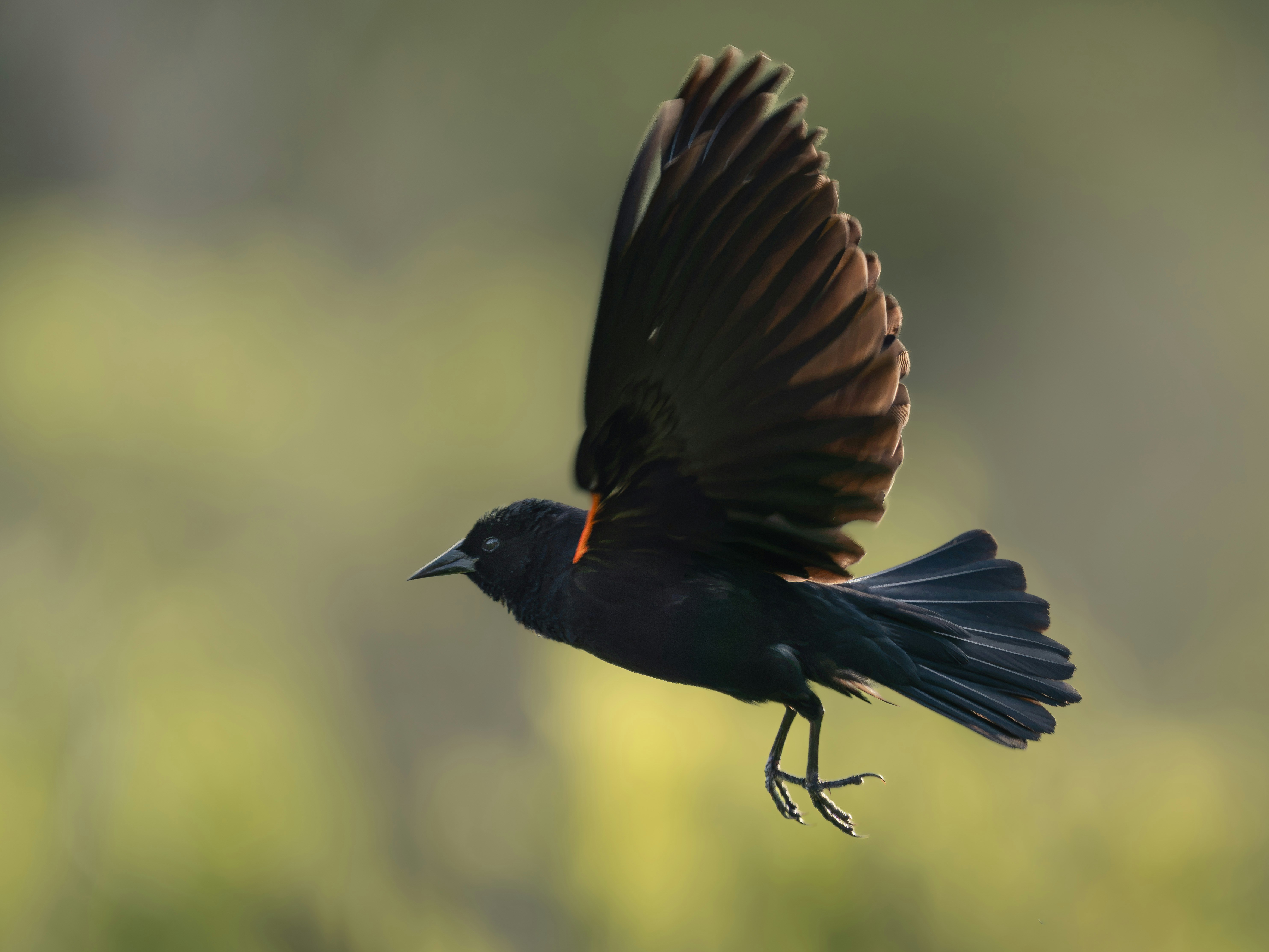 Midflight silhouette: a red-winged black bird gliding over a sunlit blur