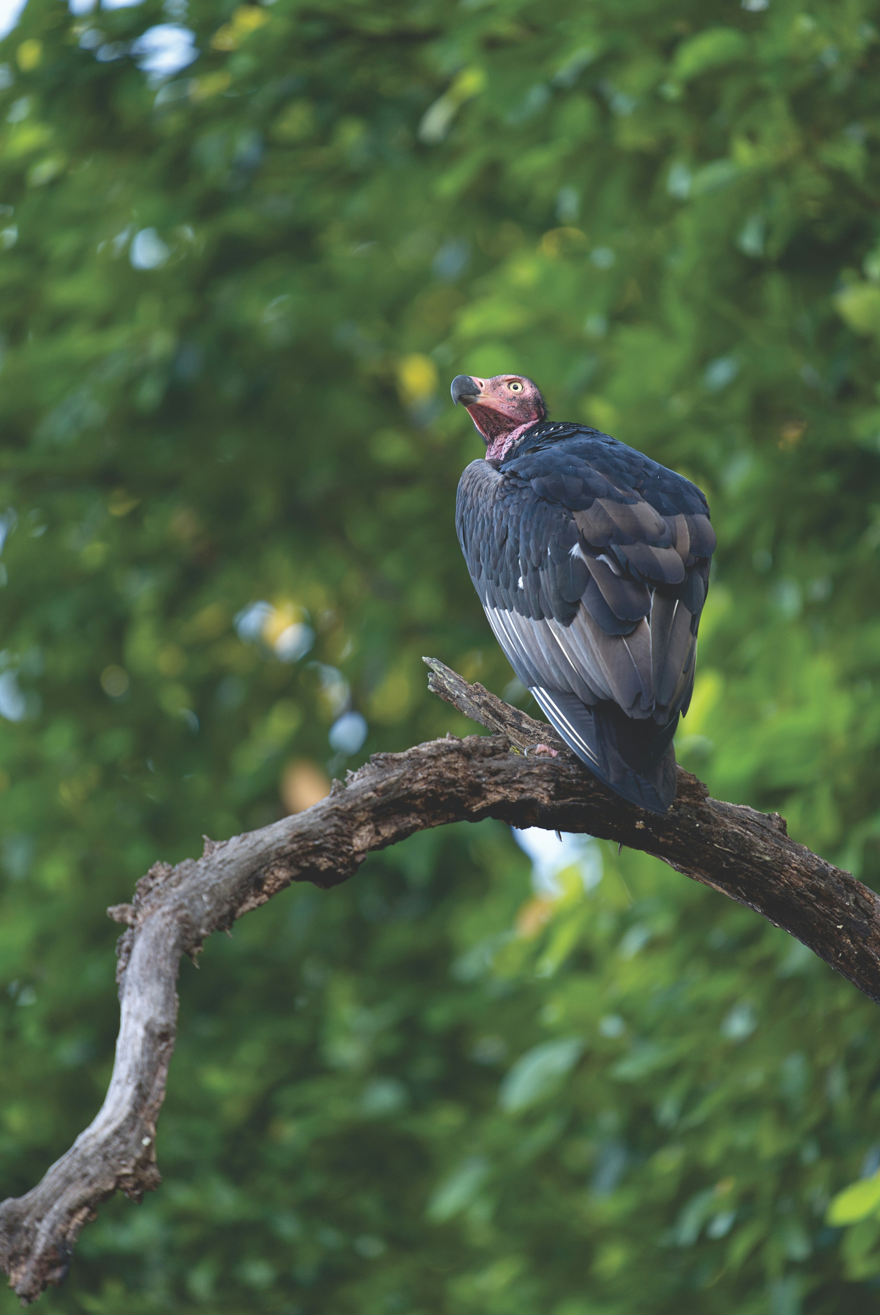 Perched Vulture in a Sunlit Canopy