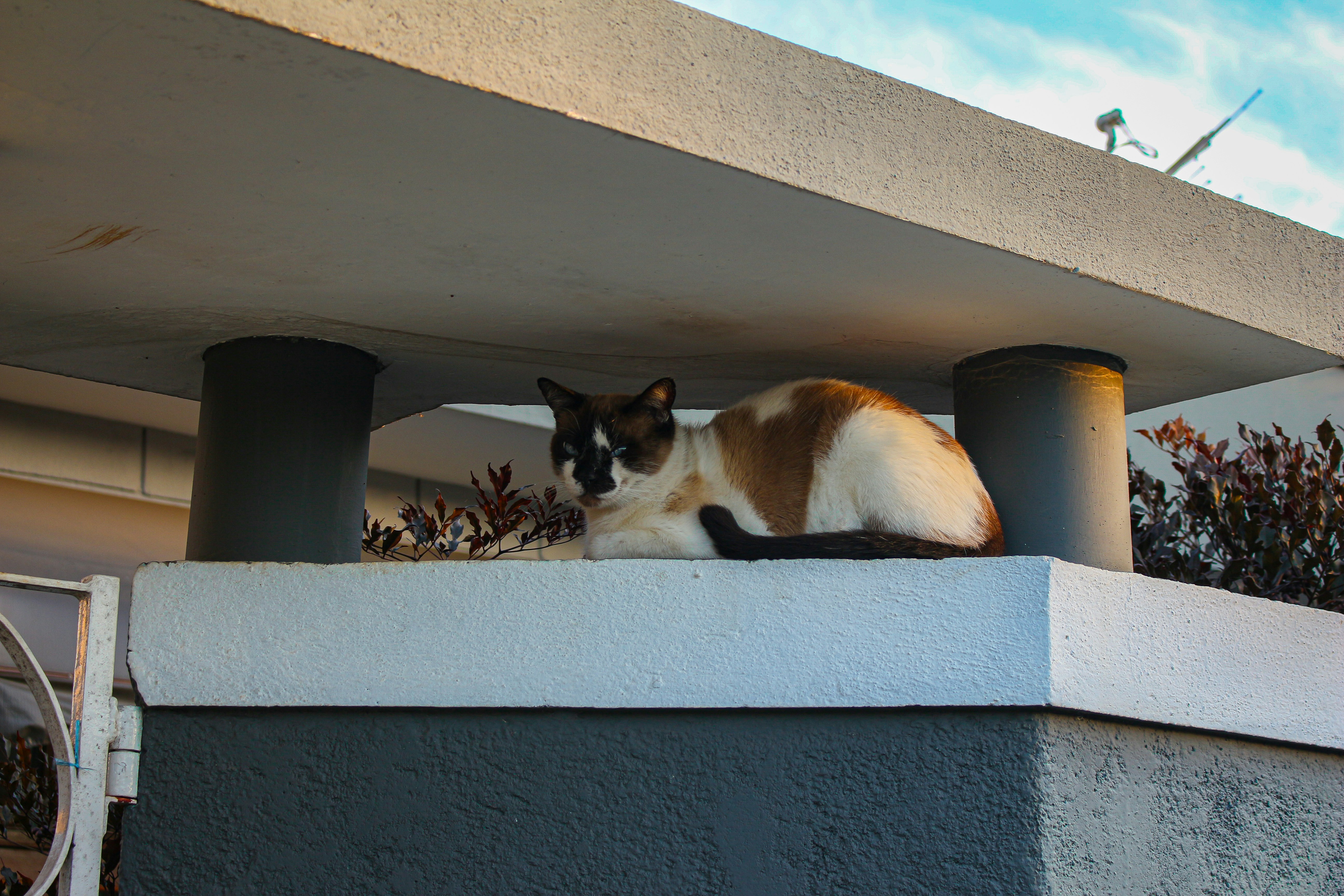 Cat Posing on a Concrete Ledge Beneath a Lofted Roof