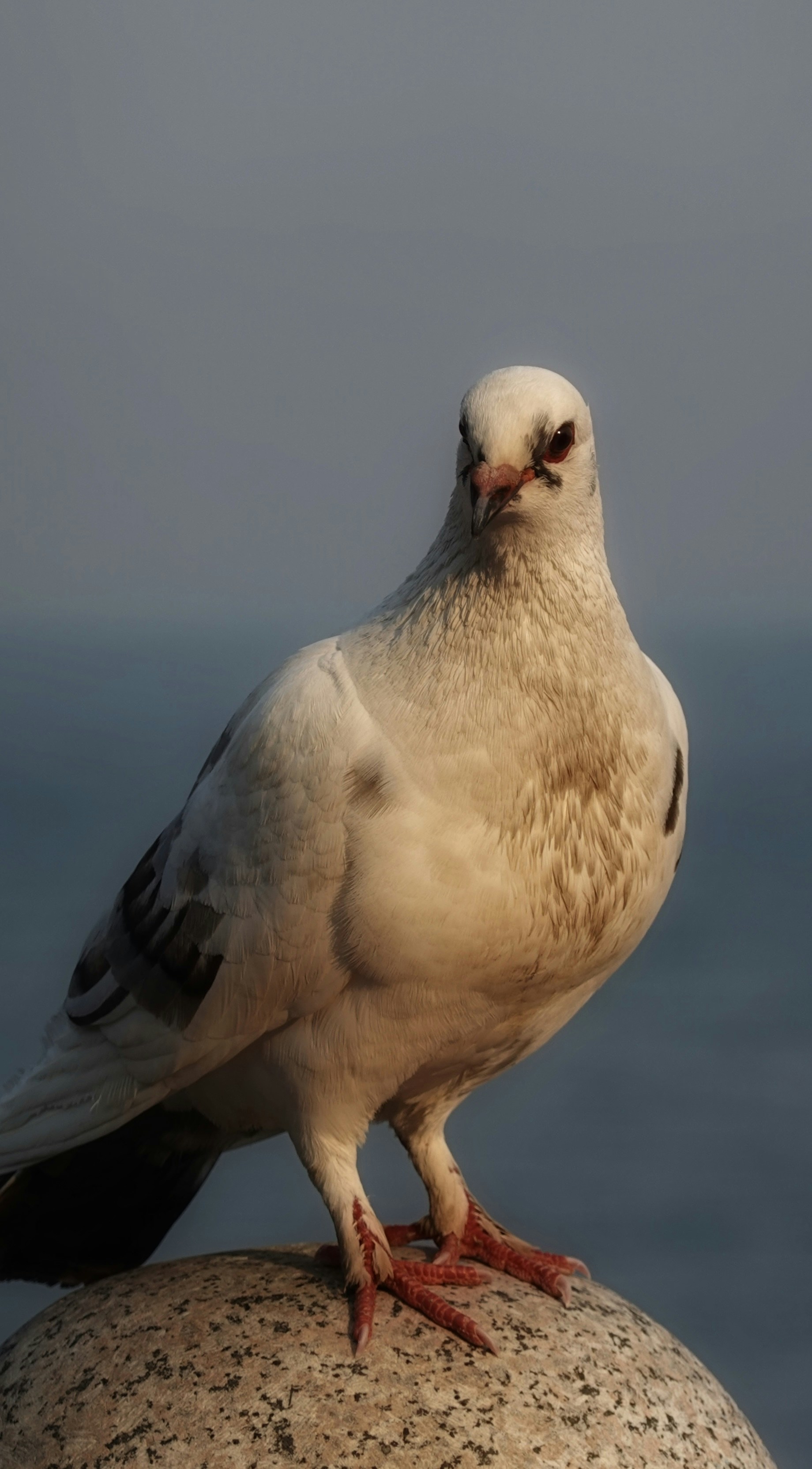 White gull perched on a rounded rock with a calm sea background; a close-up still-life of a coastal bird captured with natural light. This is a photograph, not a drawing or painting.
