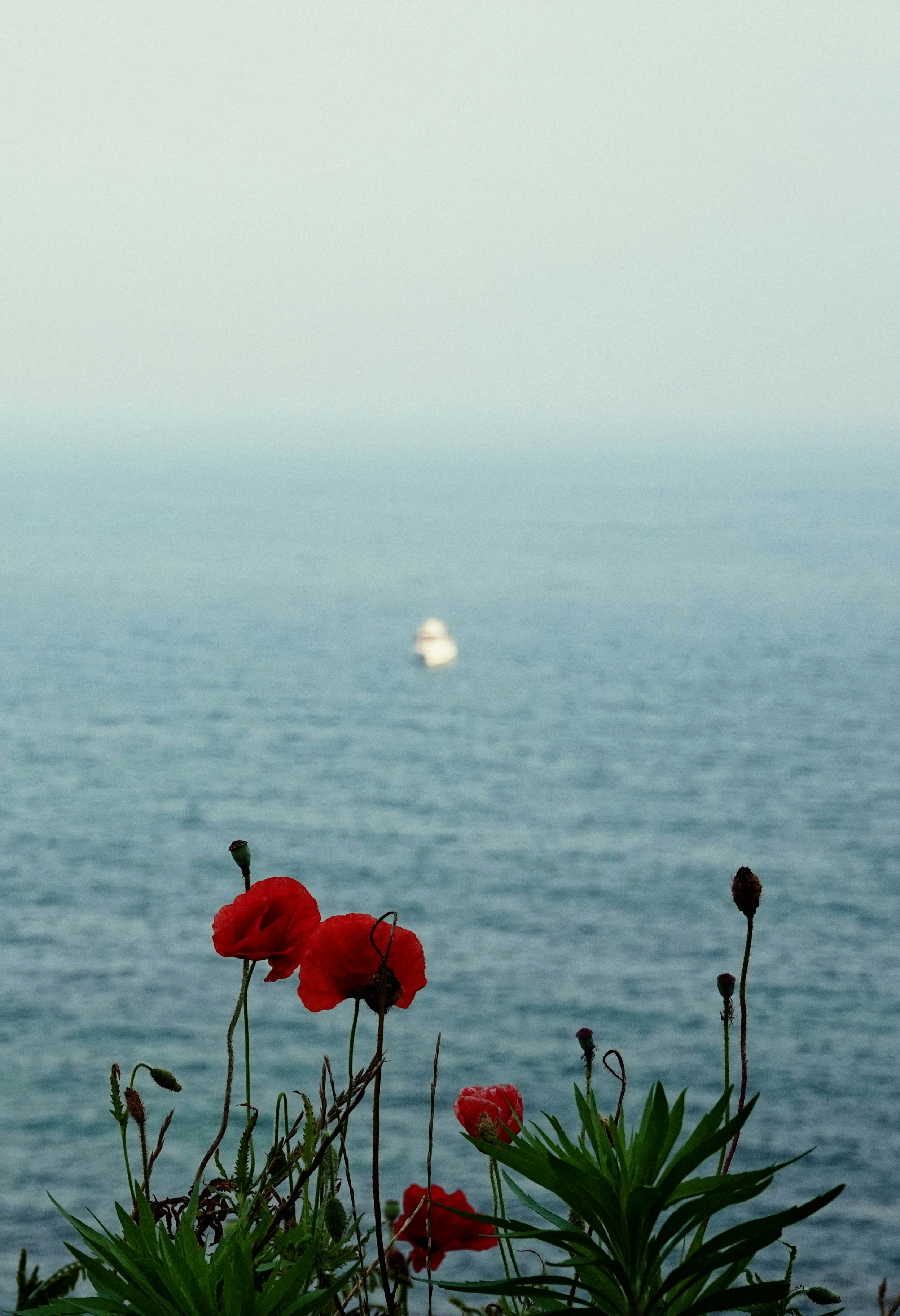 Red flowers and green foliage frame a calm sea horizon, with a distant boat visible. A coastal plant scene emphasizing foreground detail and a tranquil seascape.