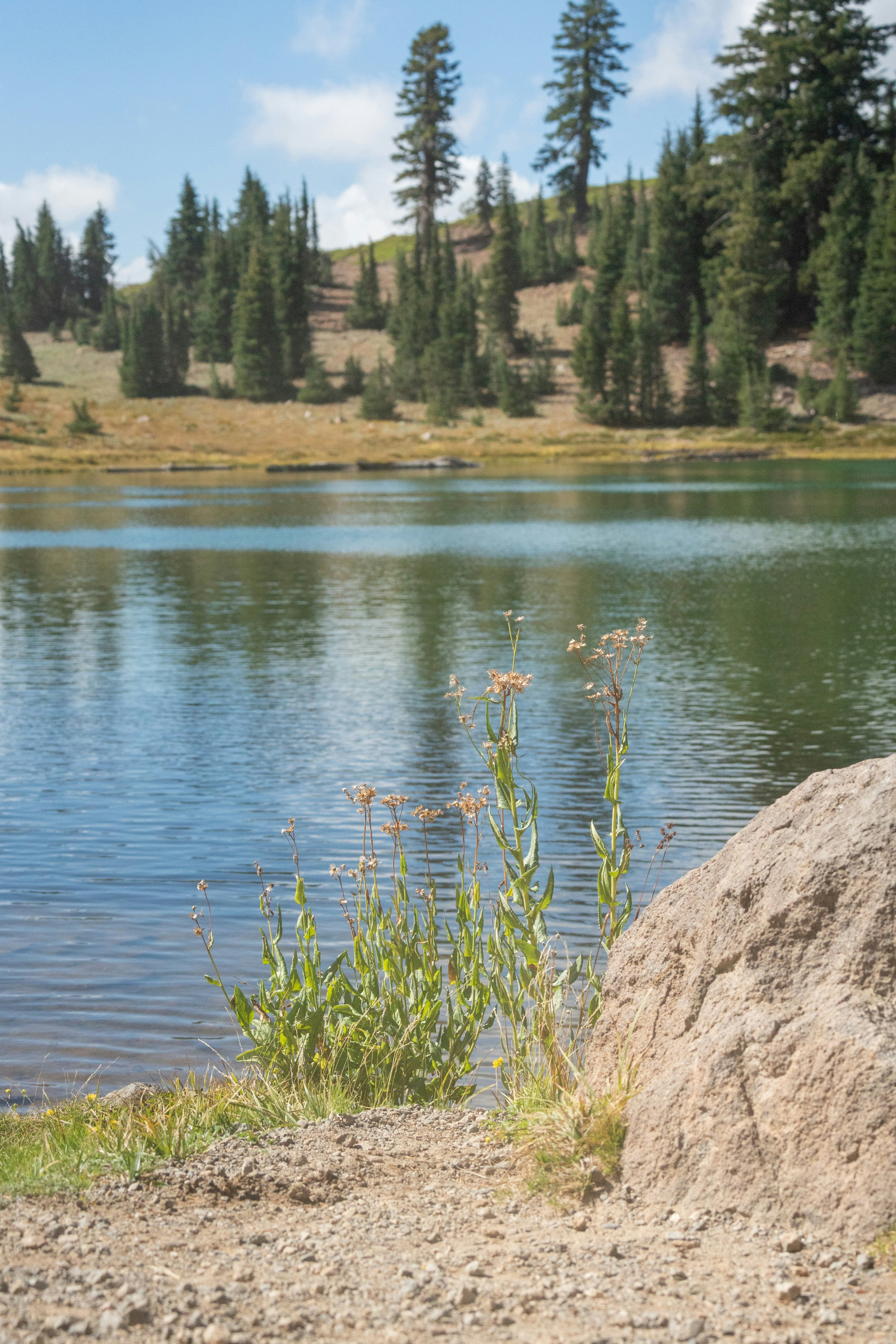 Quiet Lakeside Vista: Plants at the Water's Edge with Forested Hills