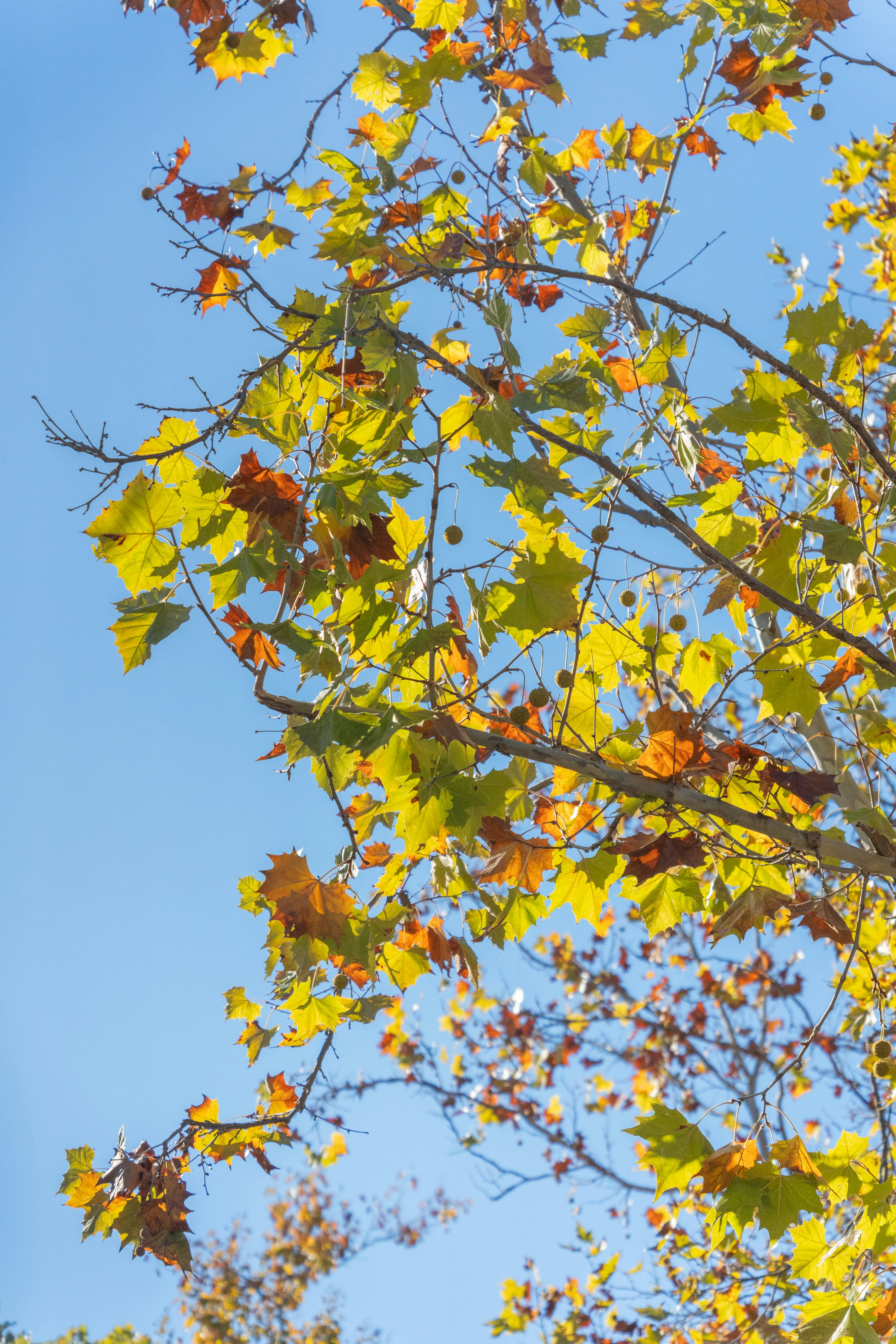 Autumn Canopy Under a Clear Blue Sky