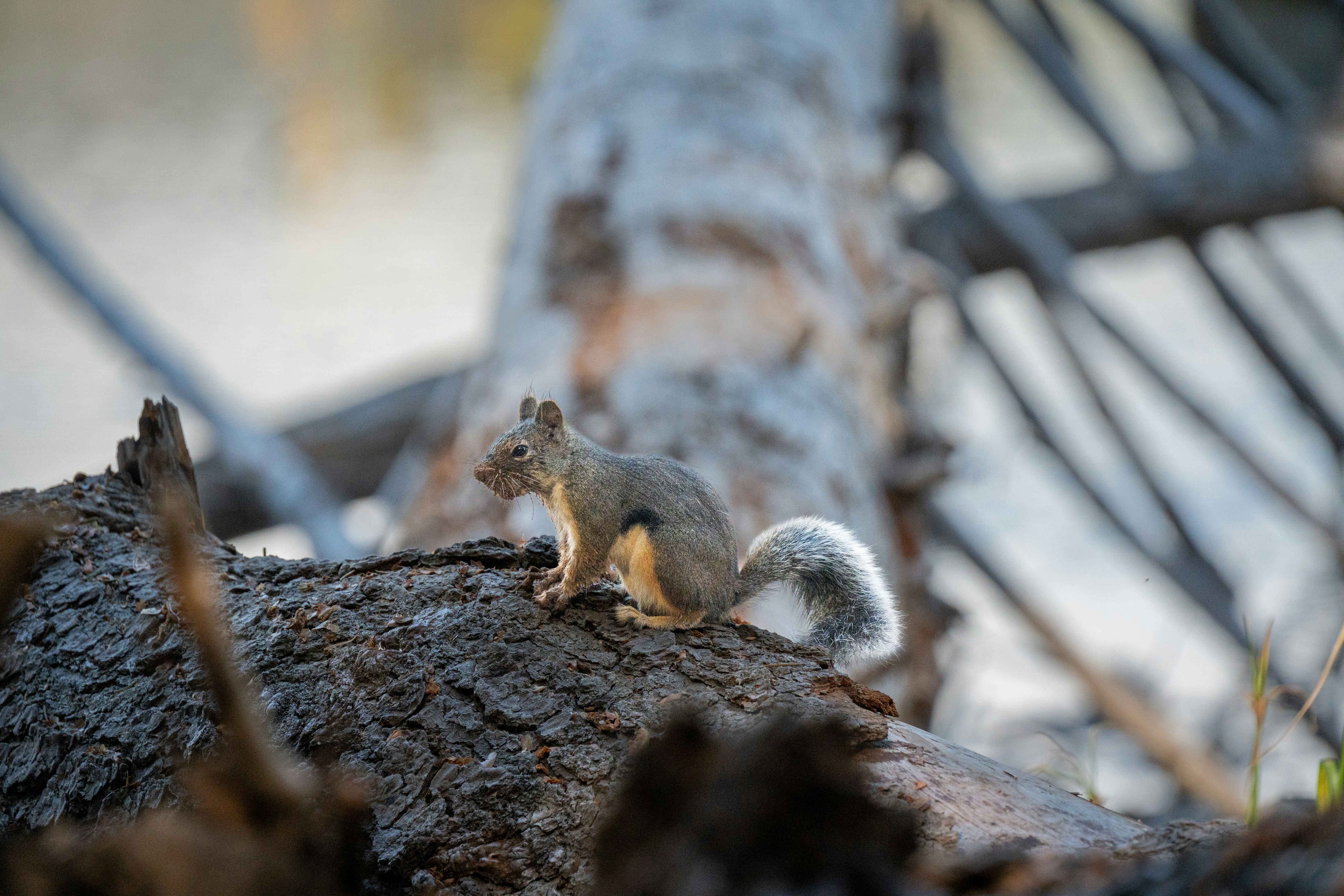 Squirrel on charred log by a sunlit riverside